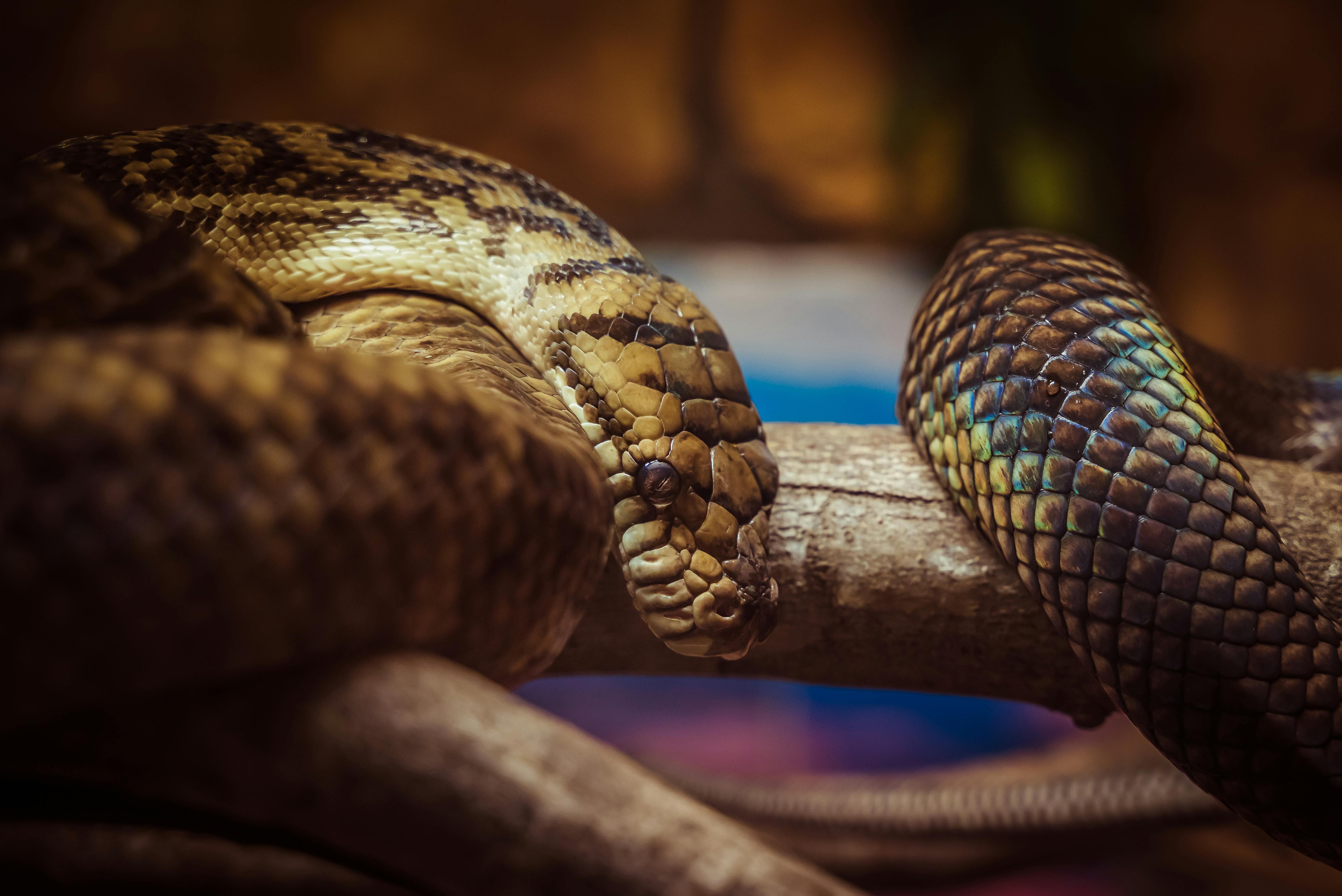 Brown Python · Free Stock Photo