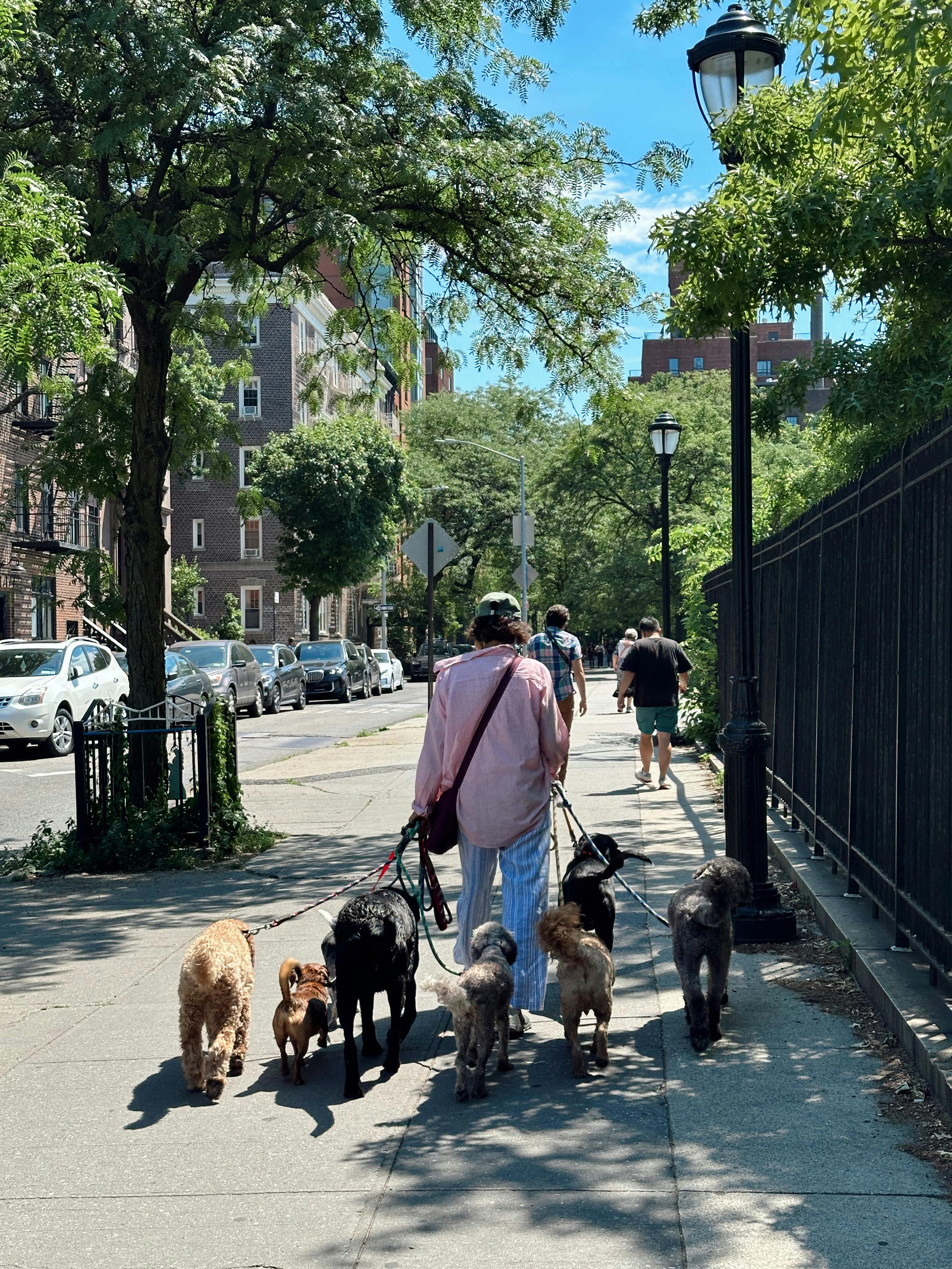 Man Walking Multiple Dogs on a Sidewalk · Free Stock Photo