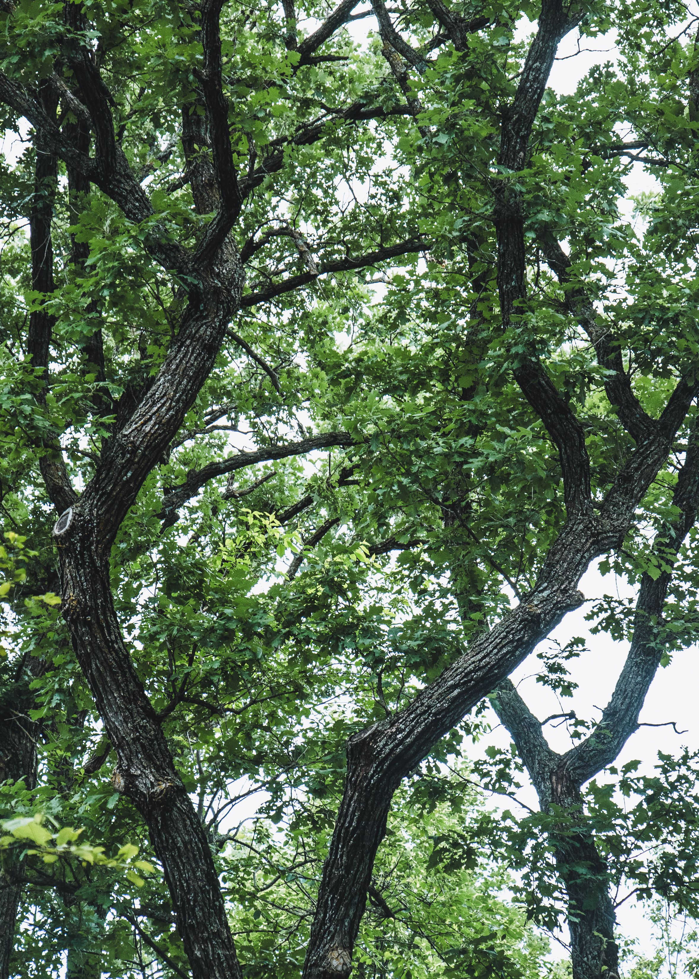 Branches of Deciduous Trees · Free Stock Photo