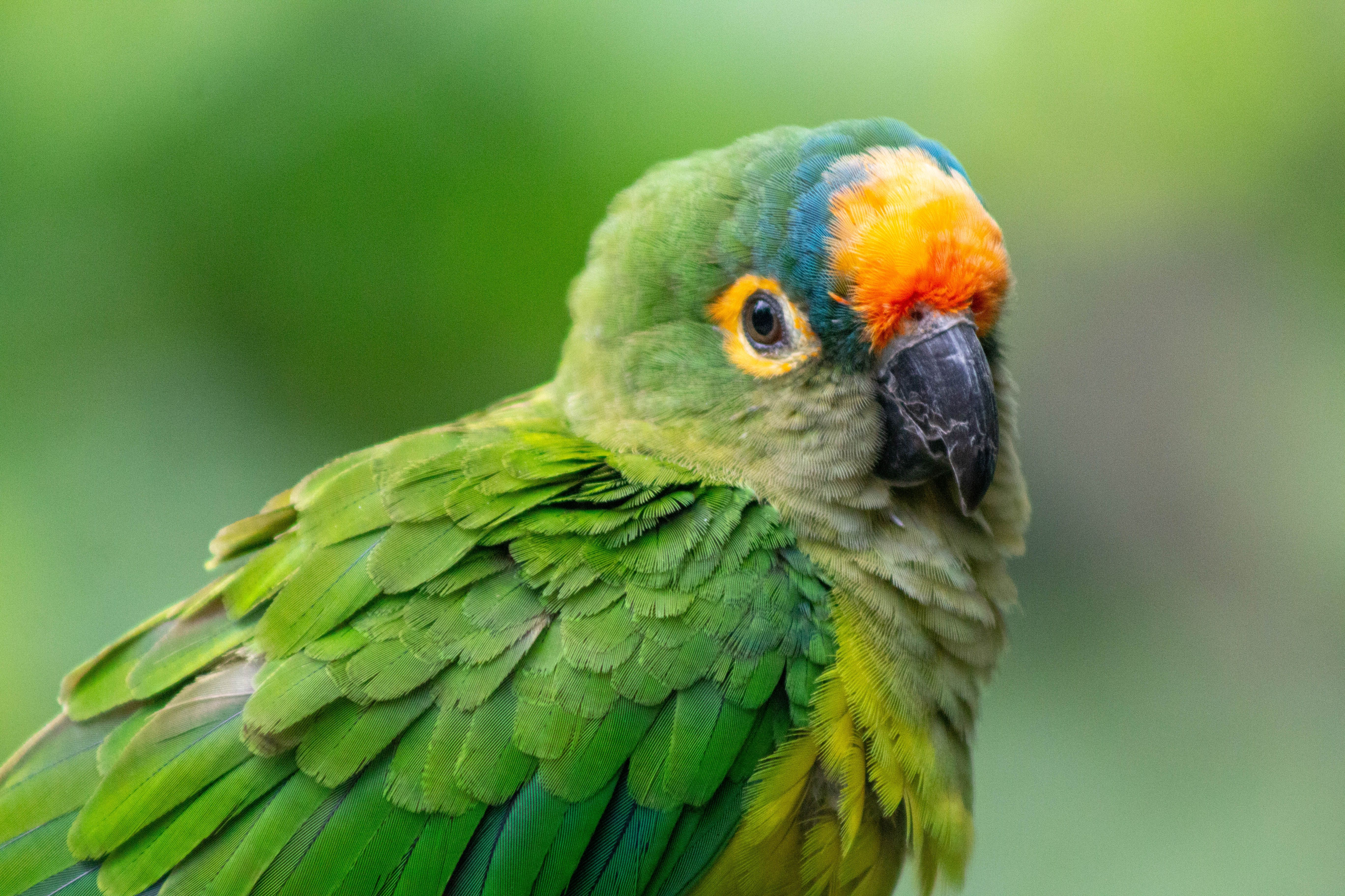 Parrot In The Jungle Photos, Download The BEST Free Parrot In The ...