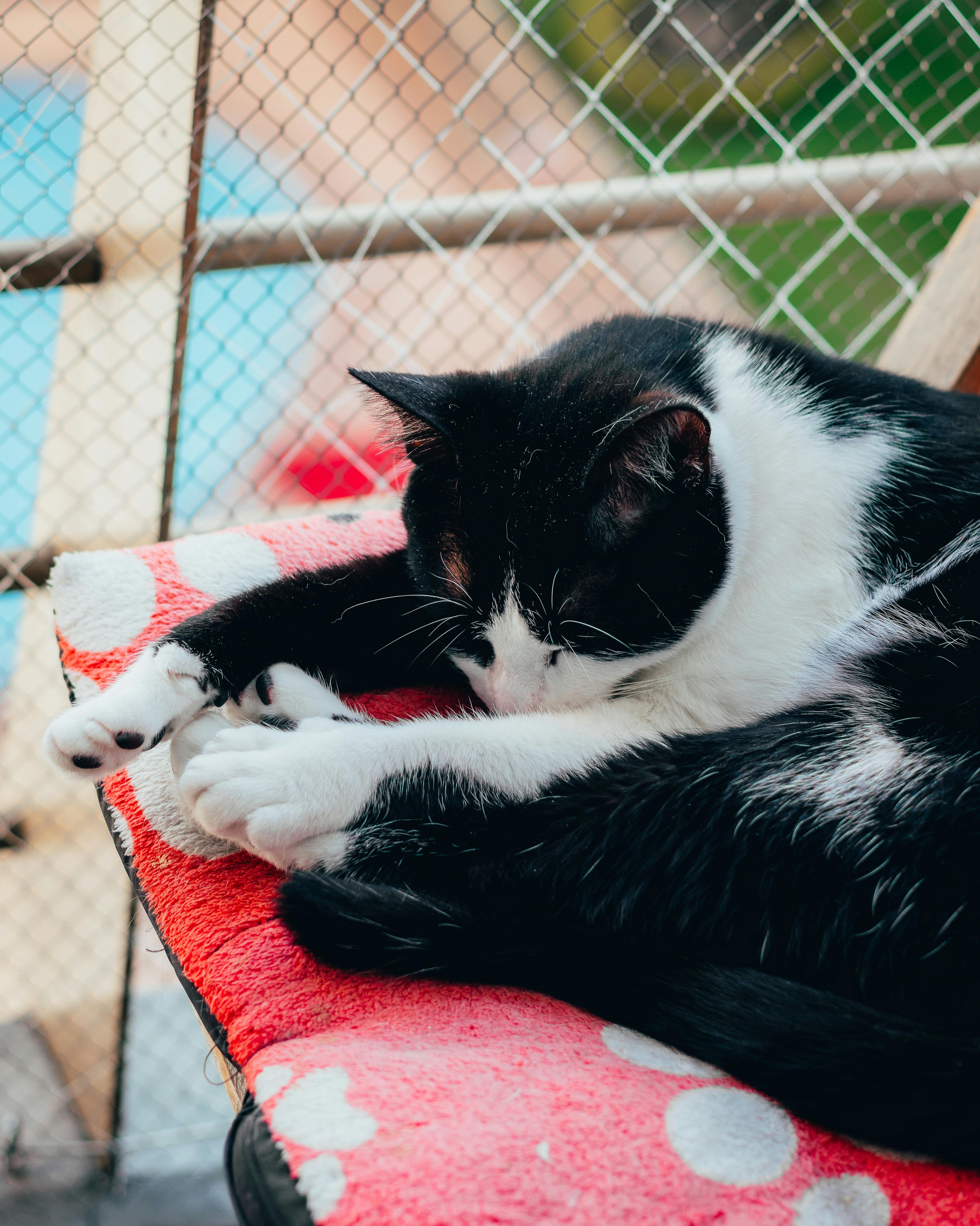 Sleeping Downy Cat · Free Stock Photo