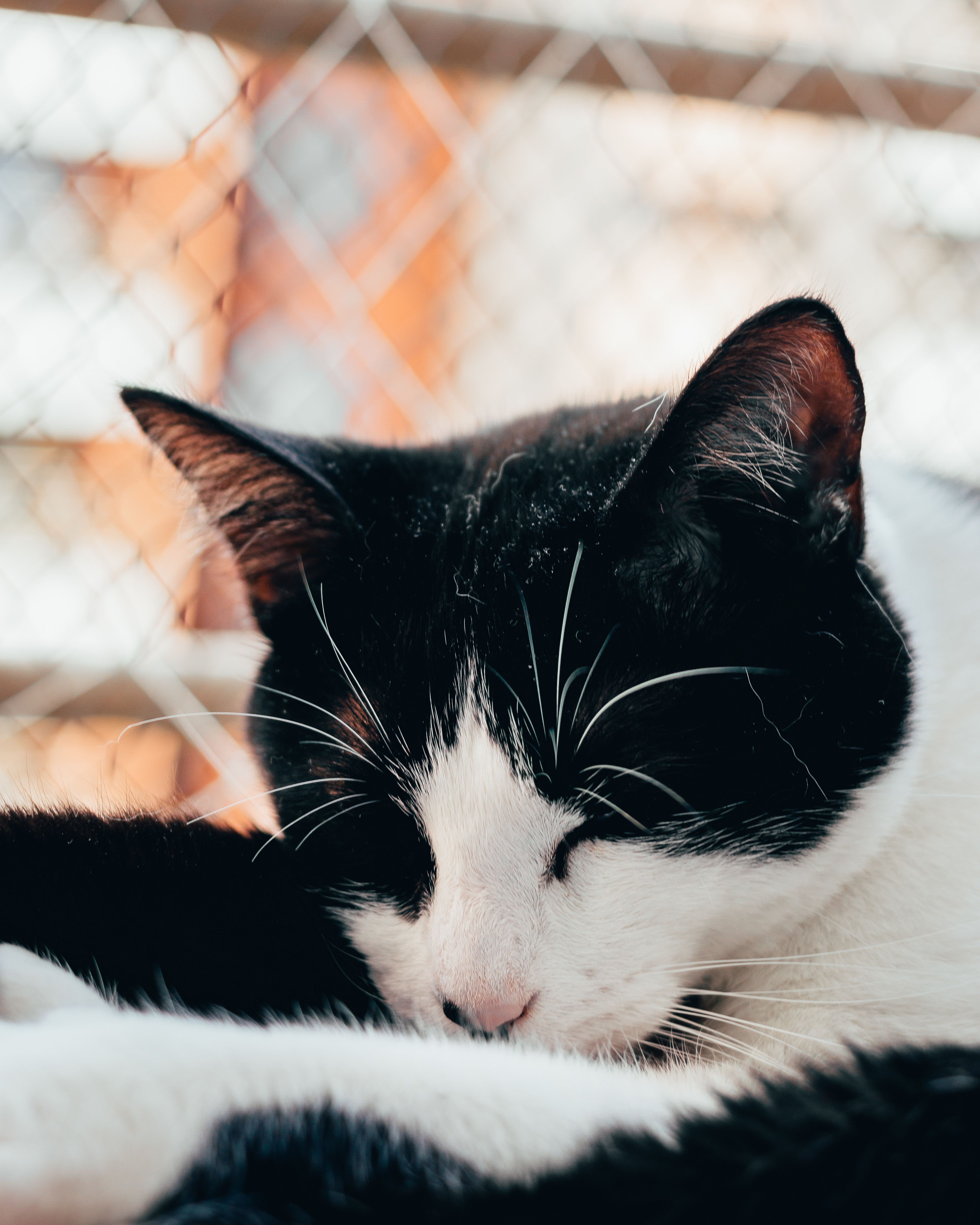 Portrait of a Sleeping Cat · Free Stock Photo