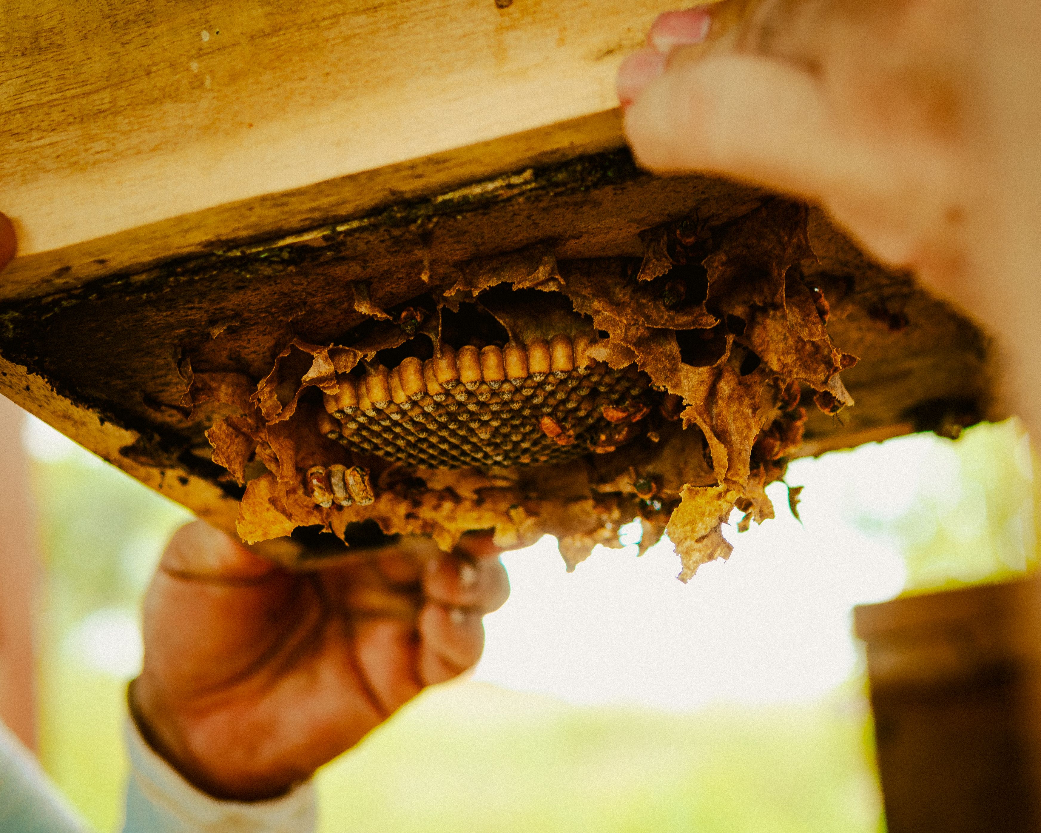 Close-up of a Man Holding a Part of a Beehive · Free Stock Photo