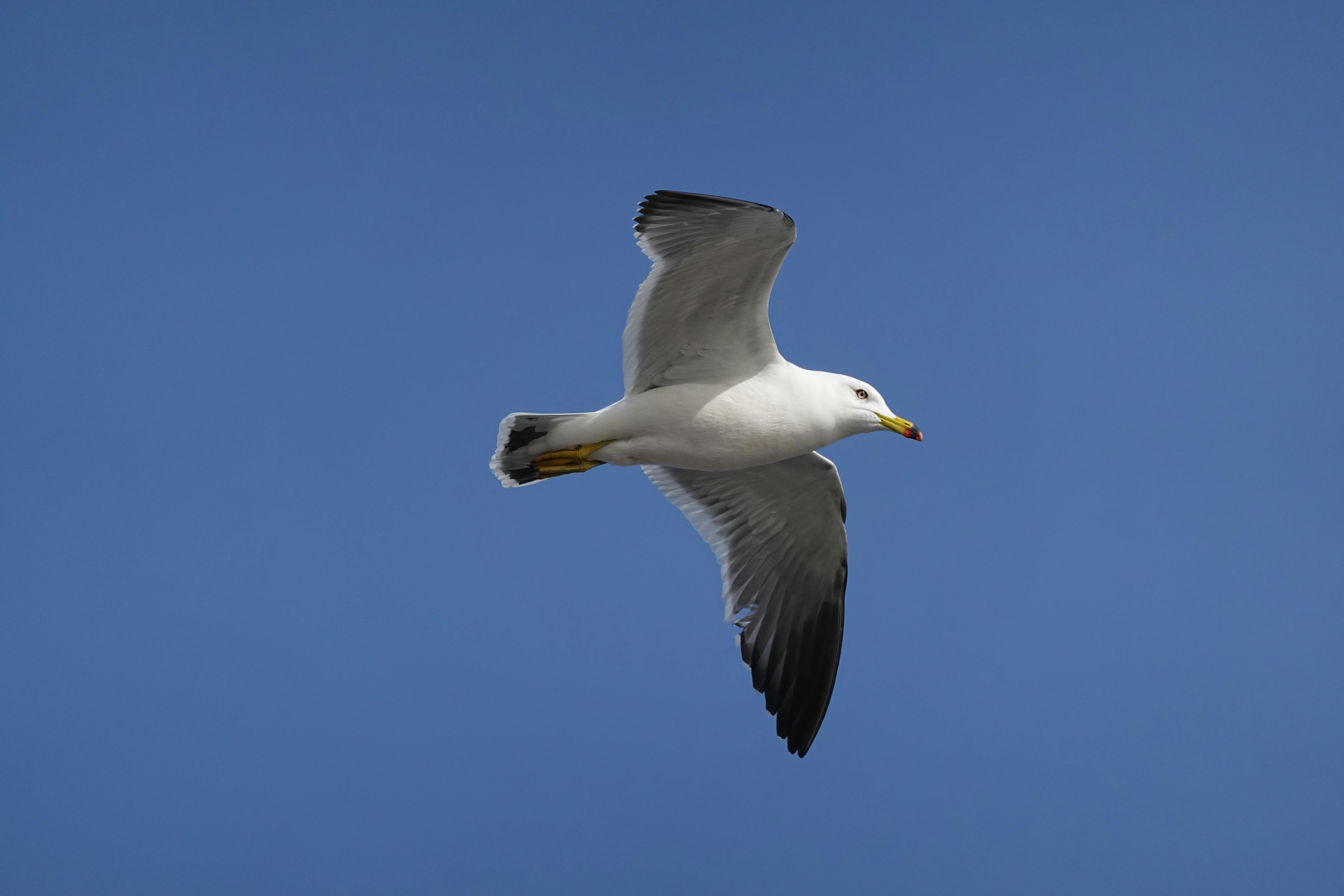 Pájaros Volando · Foto de stock gratuita