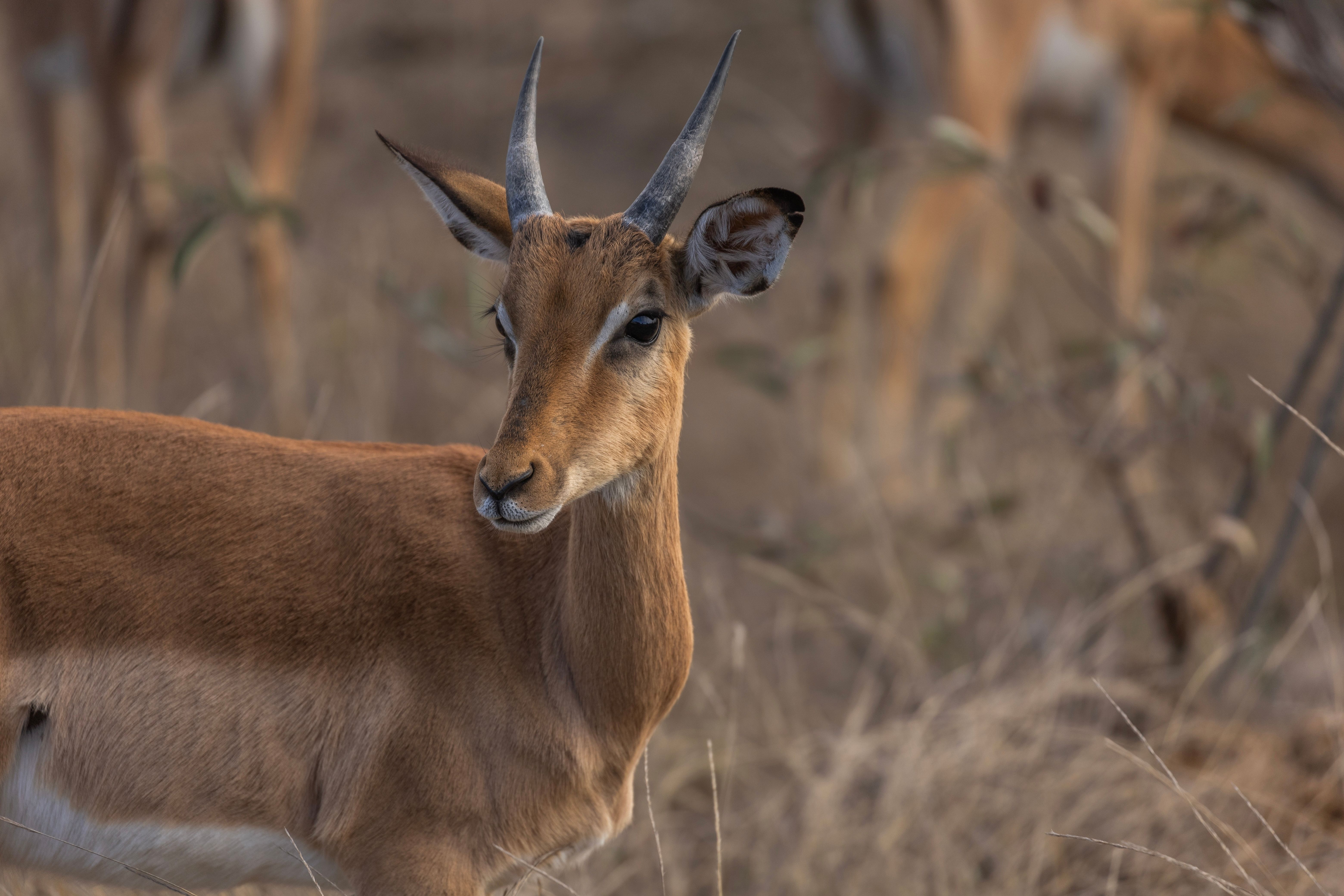 A group of antelope · Free Stock Photo
