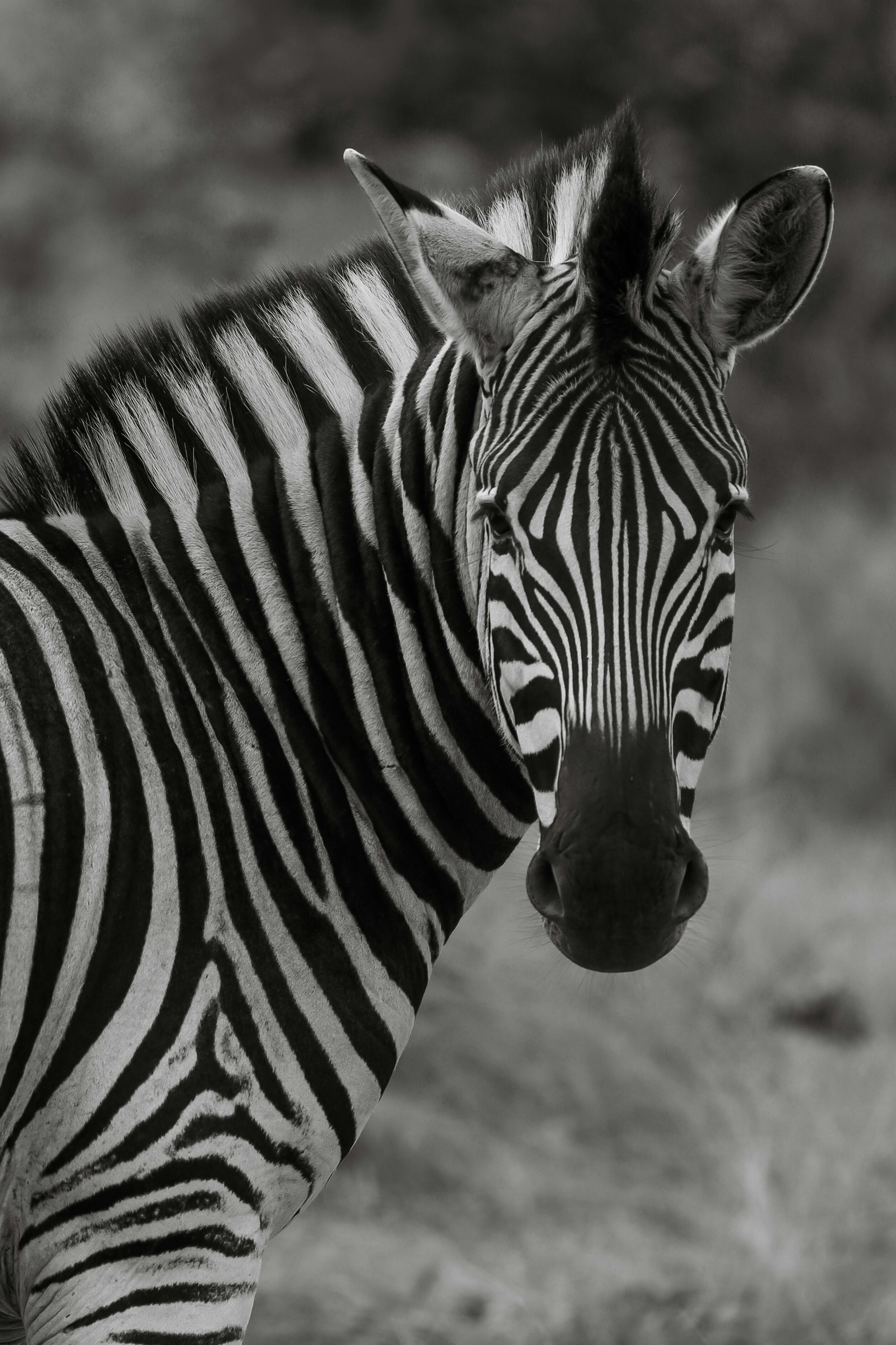 Portrait Of A Zebra Photos, Download The BEST Free Portrait Of A Zebra ...