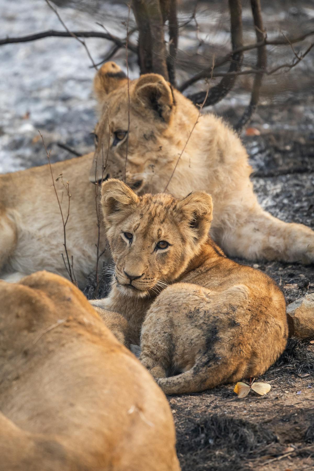 Lion Cubs Photos, Download The BEST Free Lion Cubs Stock Photos & HD Images