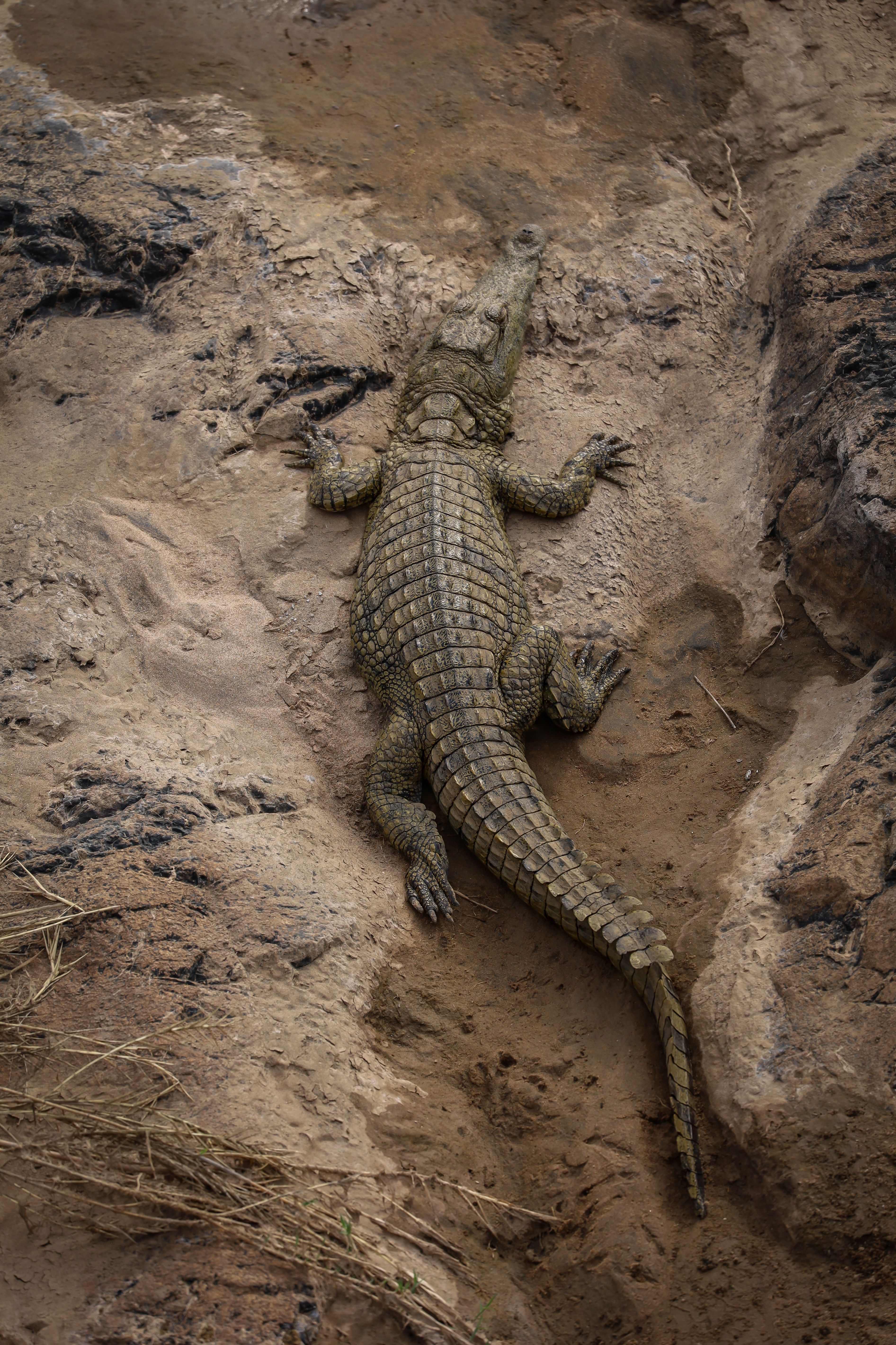 Crocodile in Mud · Free Stock Photo