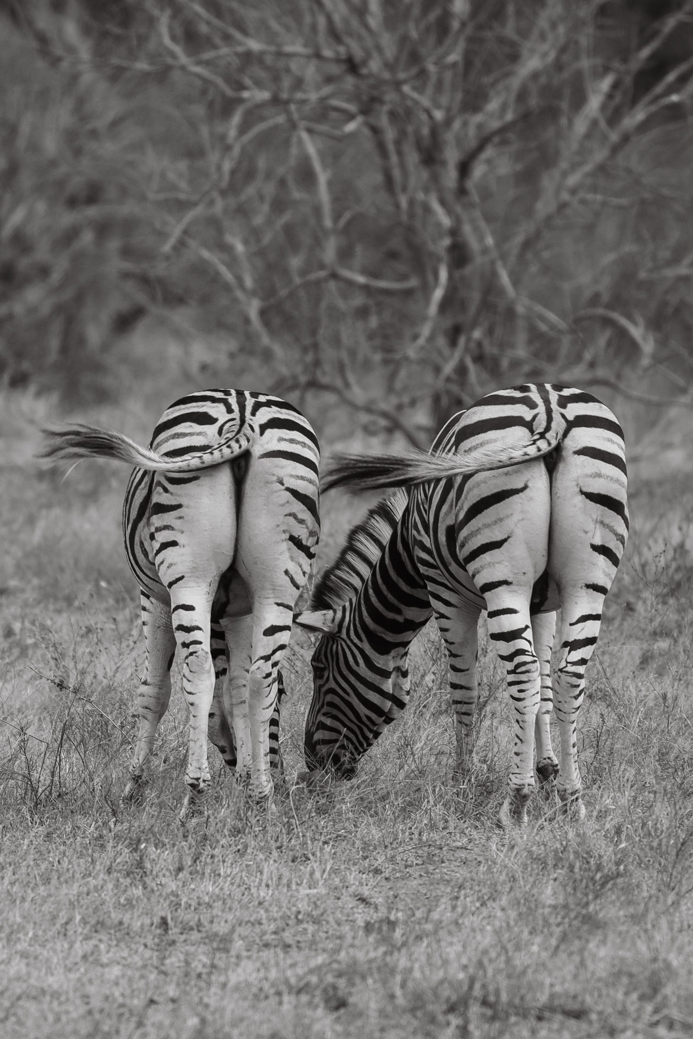Zebra Tails Photos, Download The BEST Free Zebra Tails Stock Photos ...