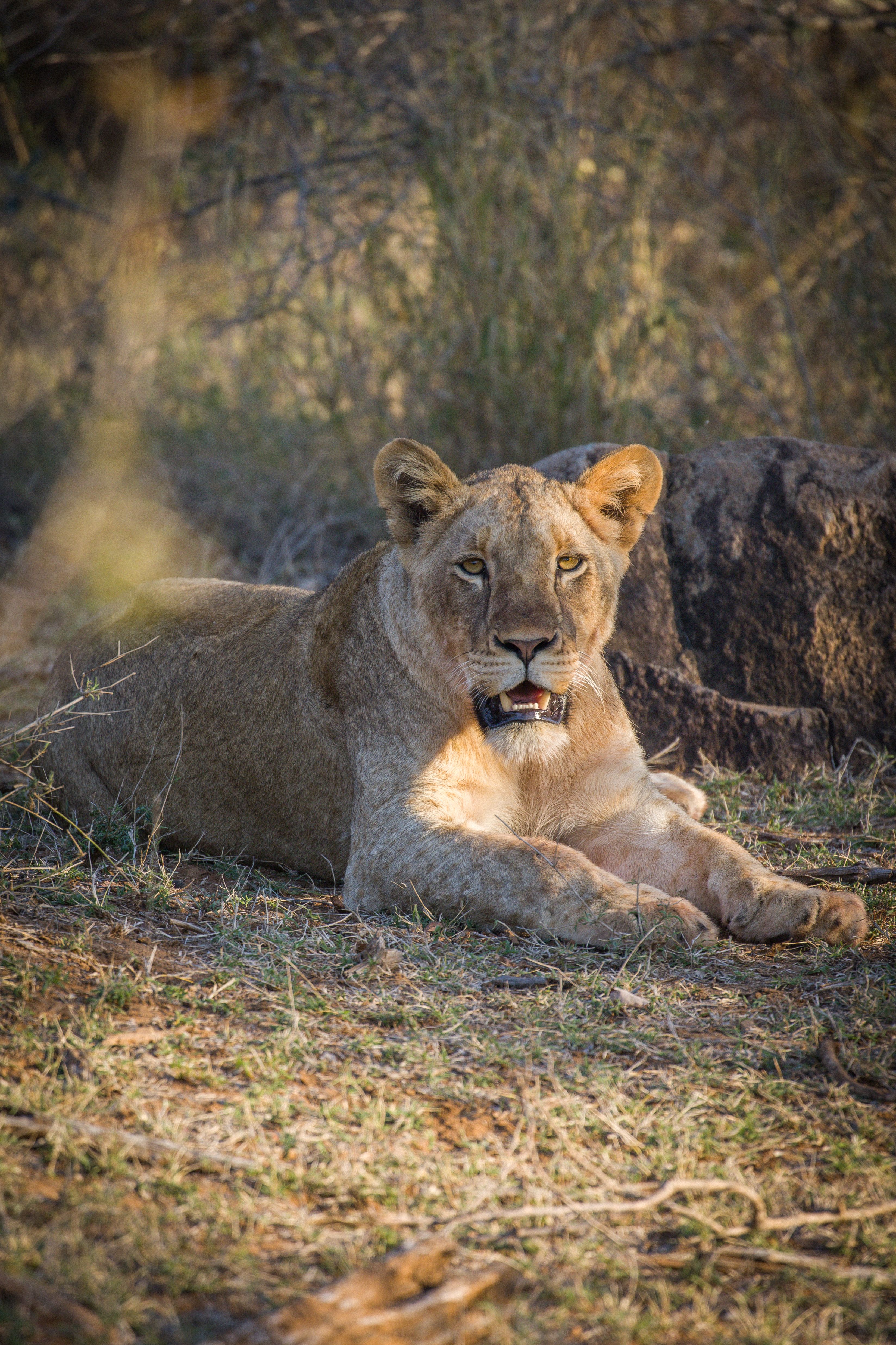 Lioness Resting Above Gray Rock · Free Stock Photo