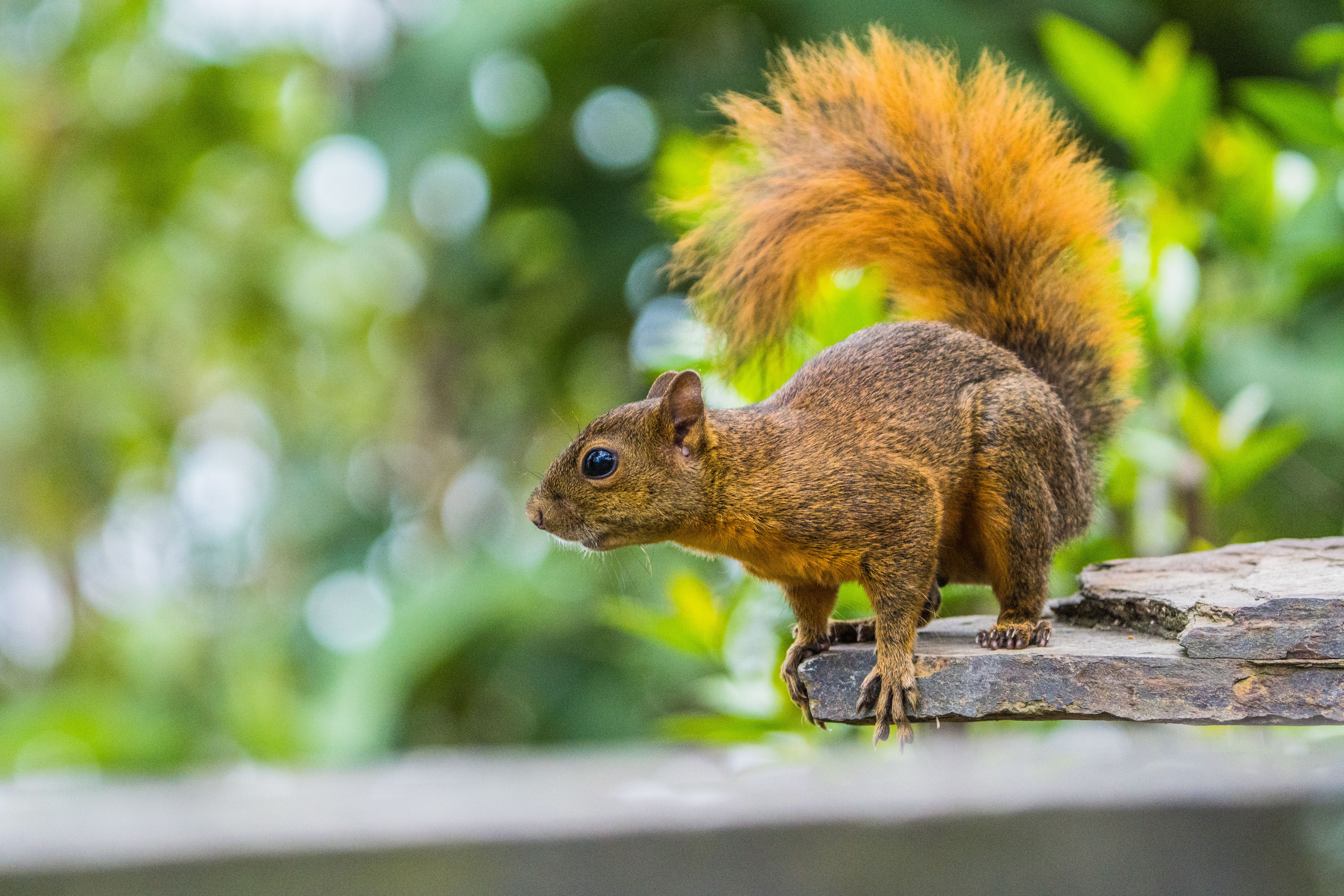Star Tail Photos, Download The BEST Free Star Tail Stock Photos & HD Images