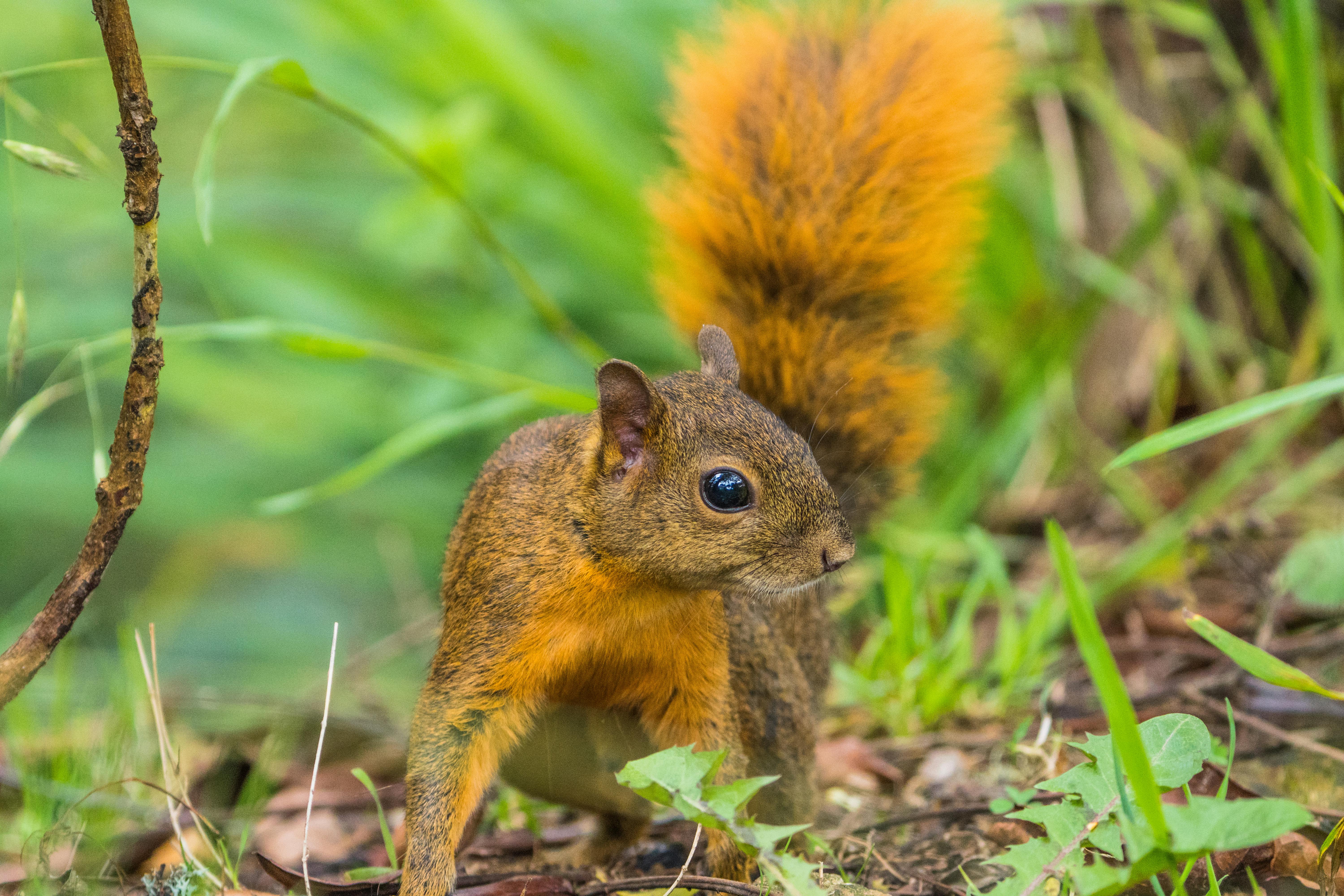 Squirrel on Ground · Free Stock Photo