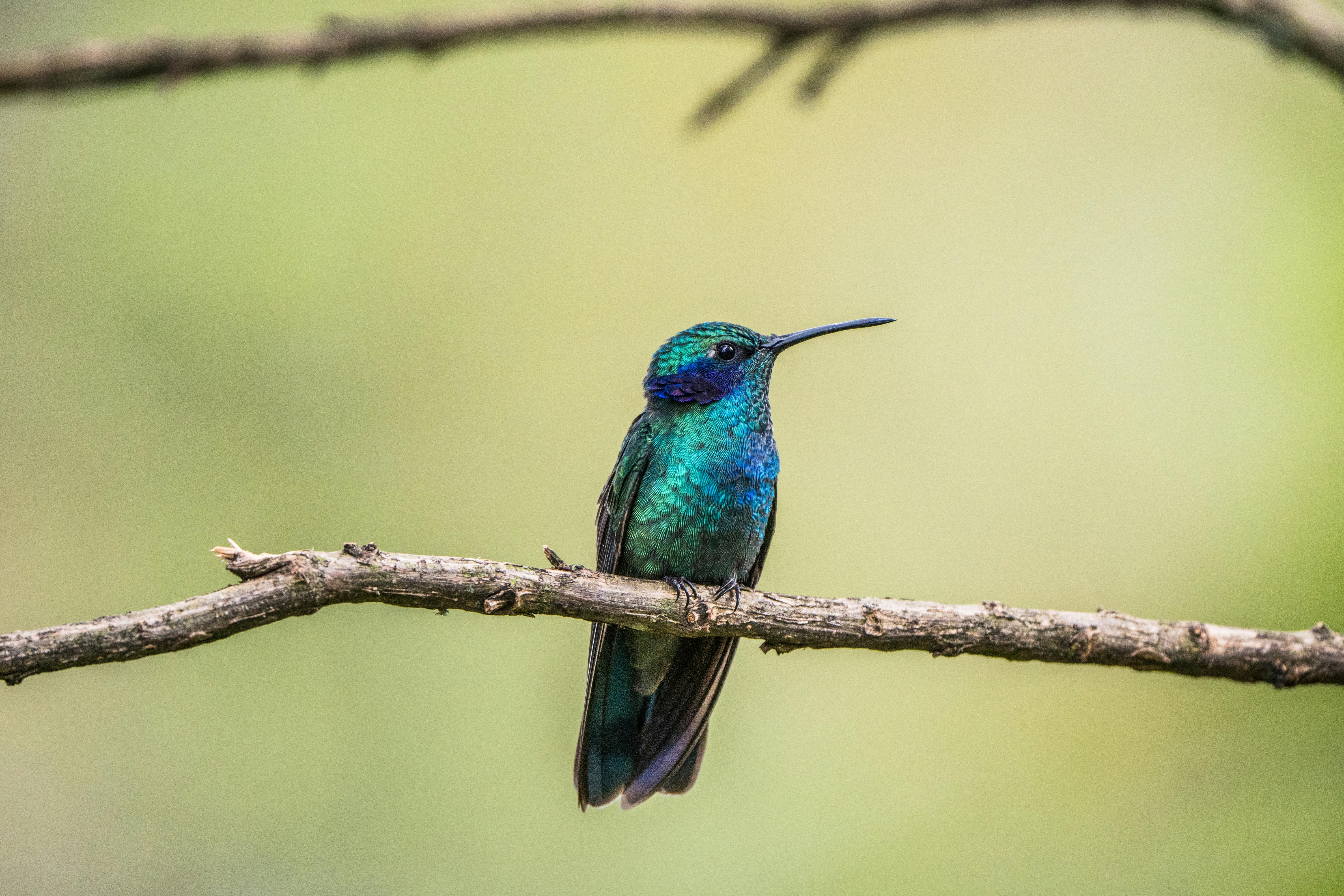 Lesser Violetear Hummingbird on Branch · Free Stock Photo
