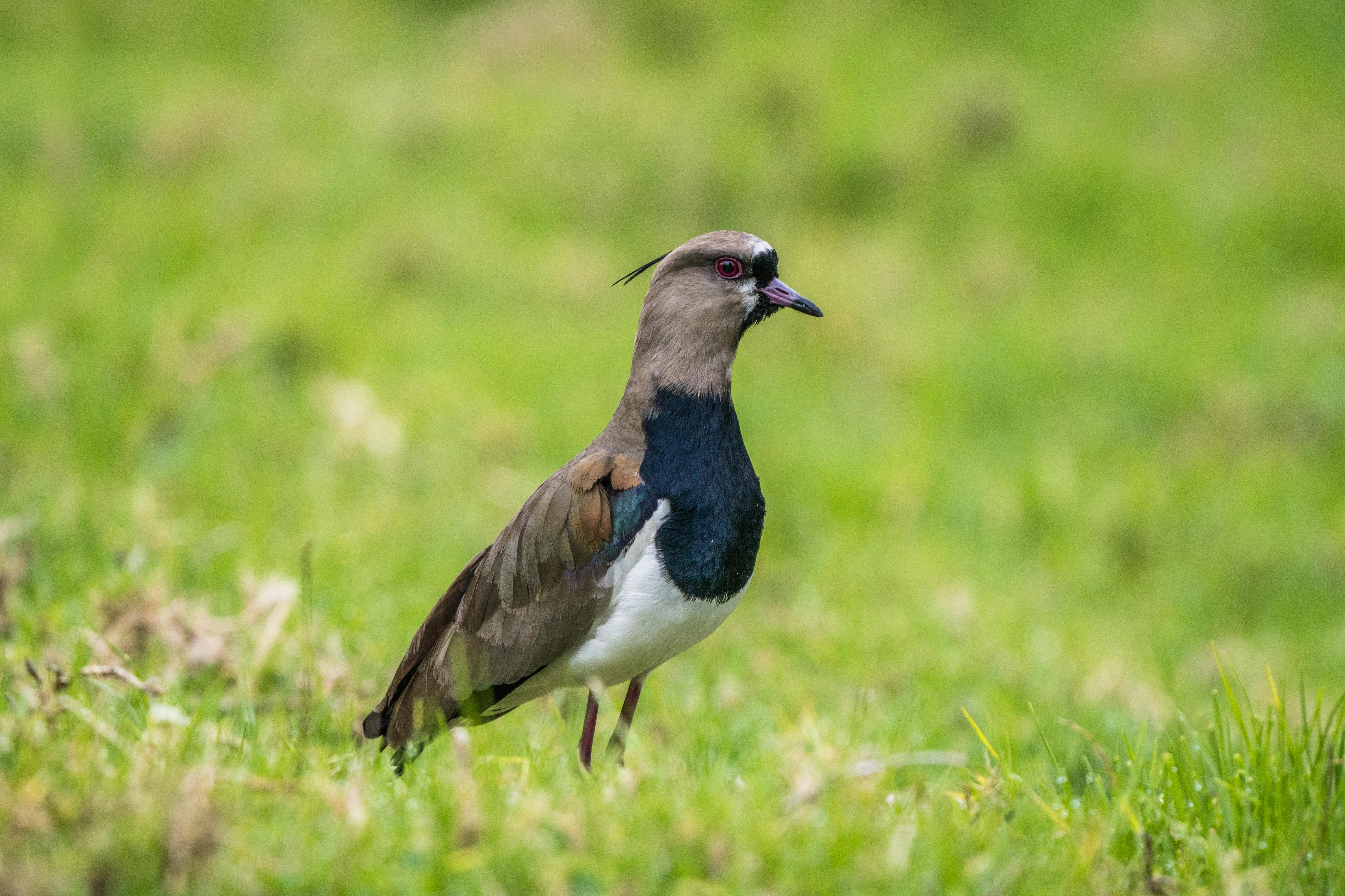 Lapwing Bird Photos, Download The BEST Free Lapwing Bird Stock Photos ...