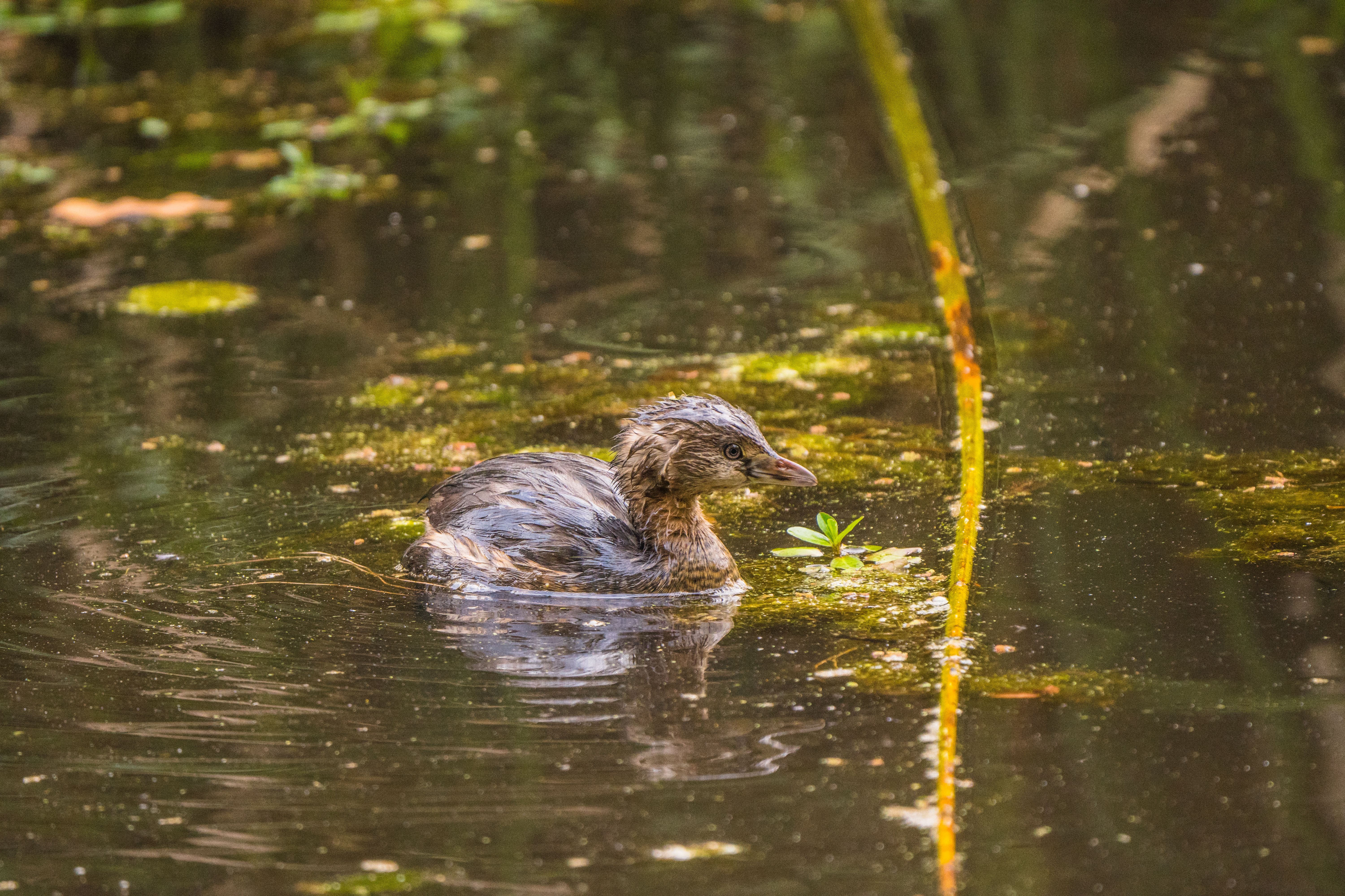 Grebe Swimming in a Lake · Free Stock Photo
