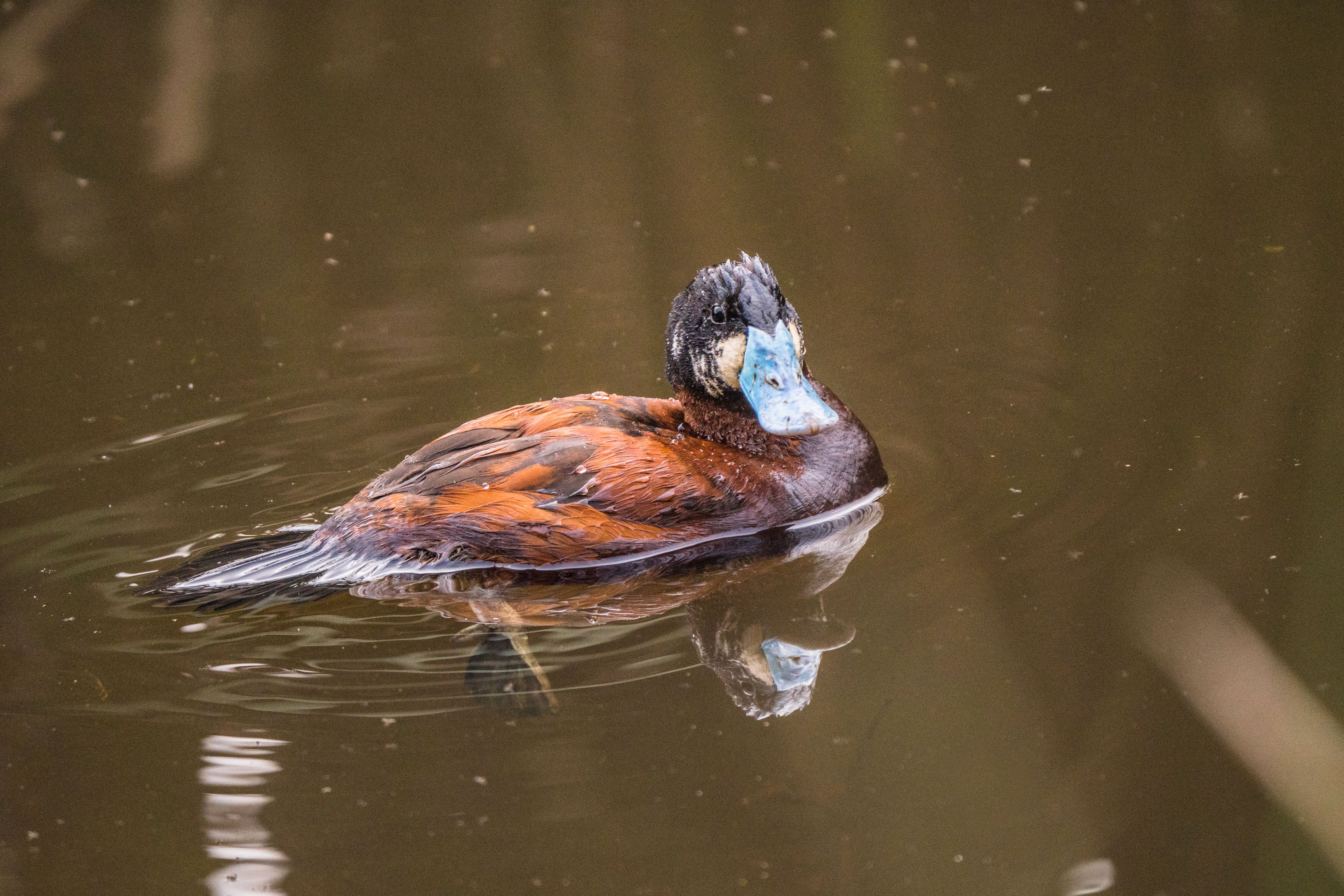 Pato · Free Stock Photo