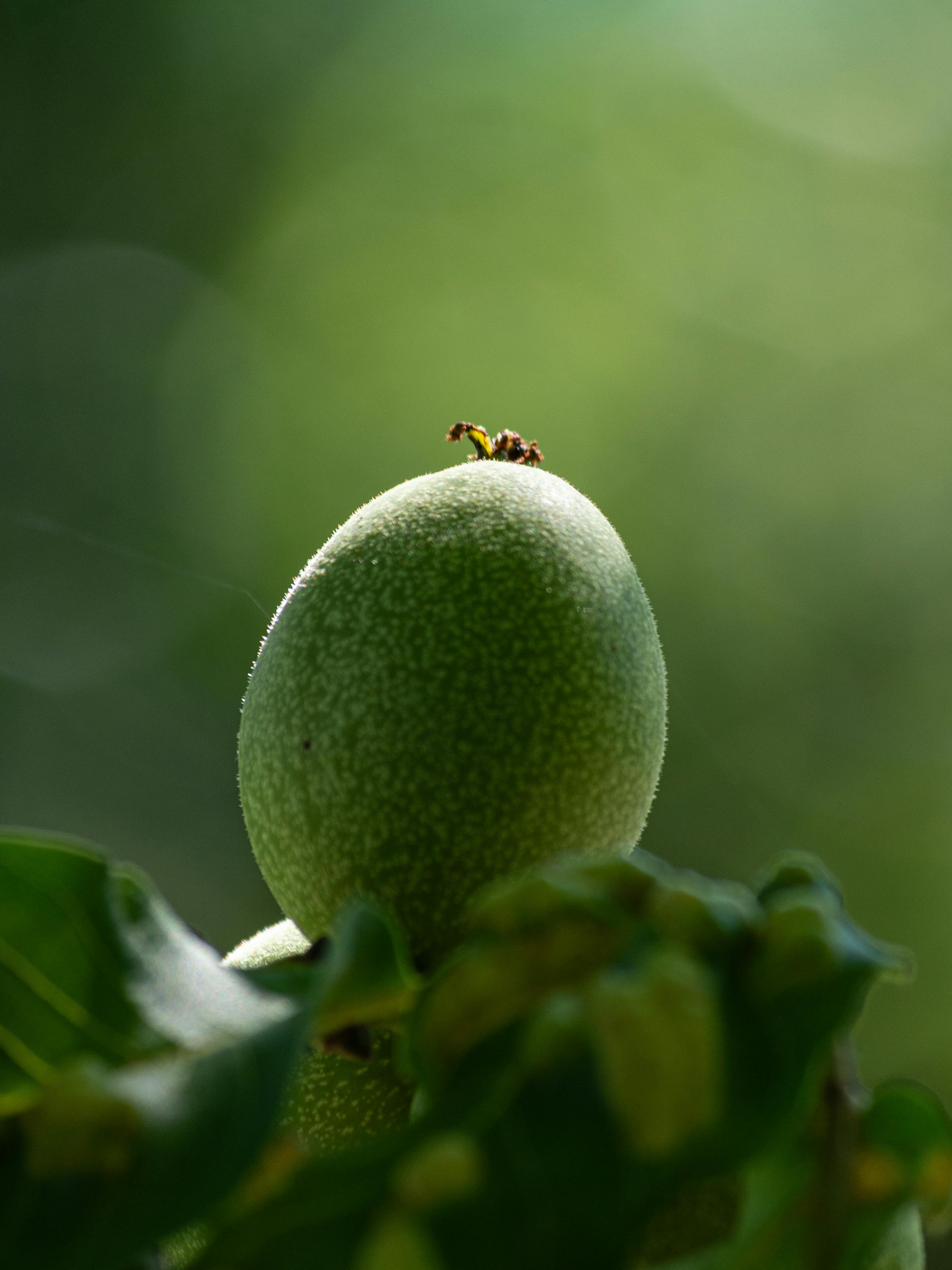 Nut Insect Photos, Download The BEST Free Nut Insect Stock Photos & HD ...