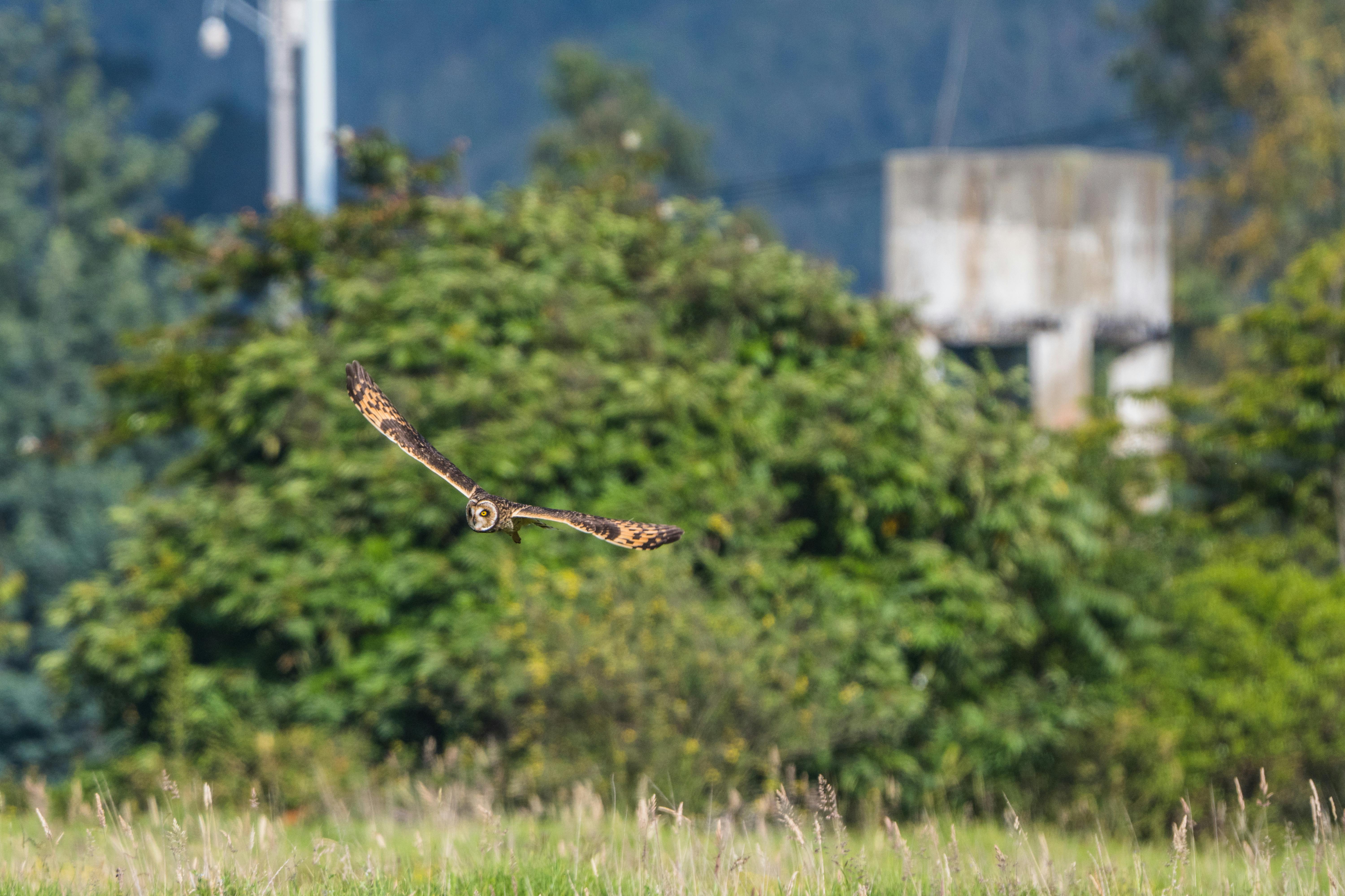 Pueo Owl Flying over Meadow · Free Stock Photo