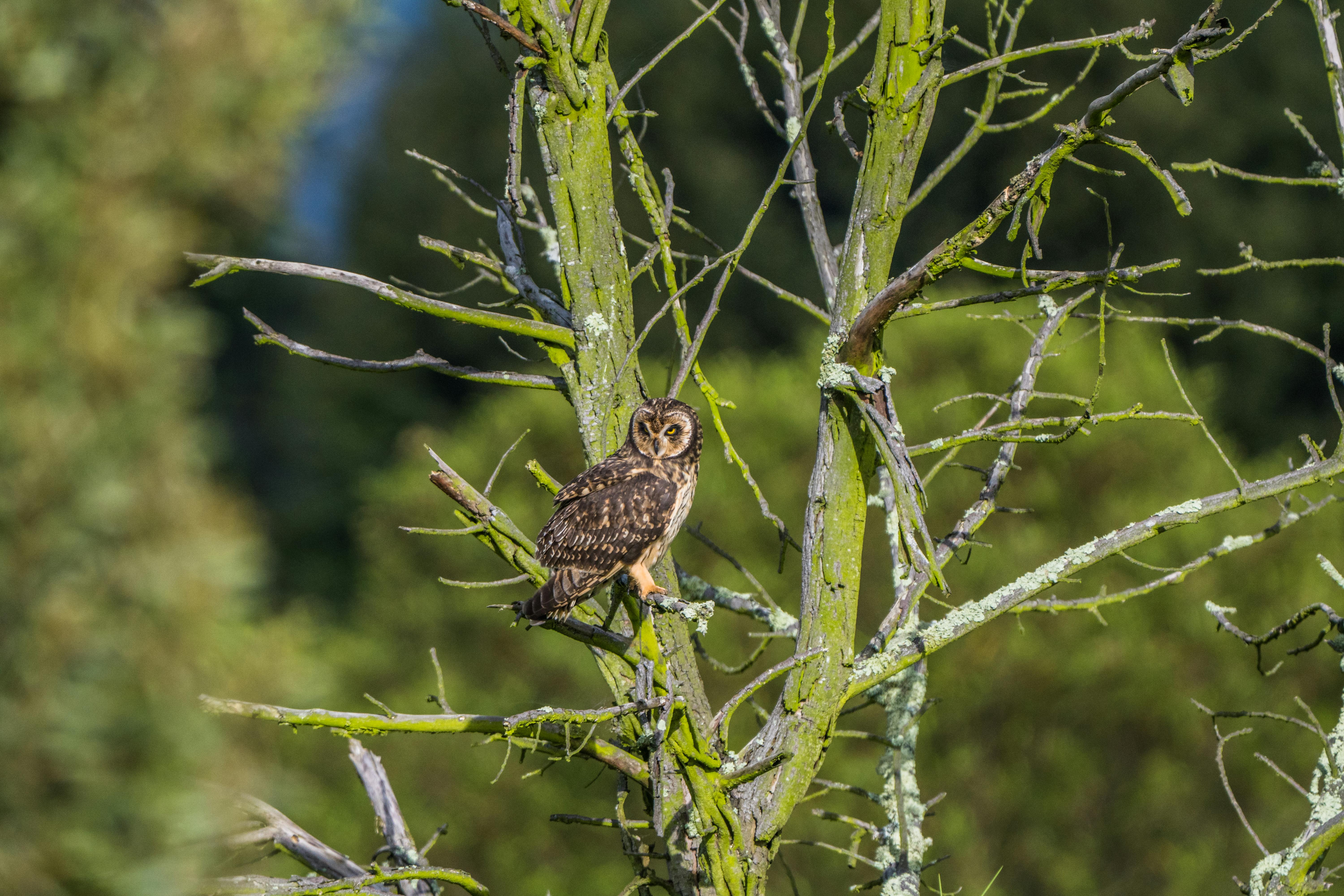 Pueo Owl on Tree · Free Stock Photo