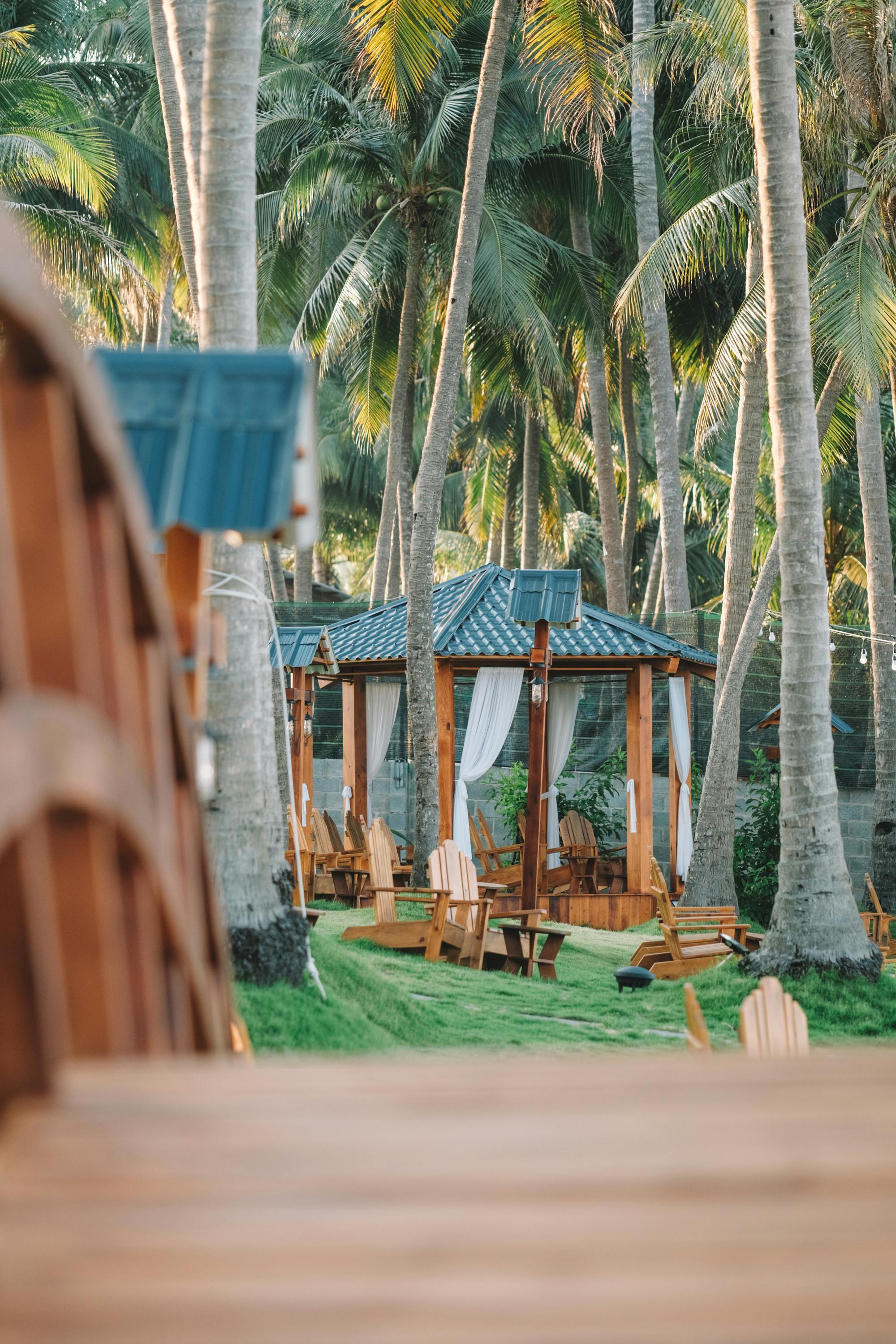 Palm Trees Growing in Summer Resort · Free Stock Photo