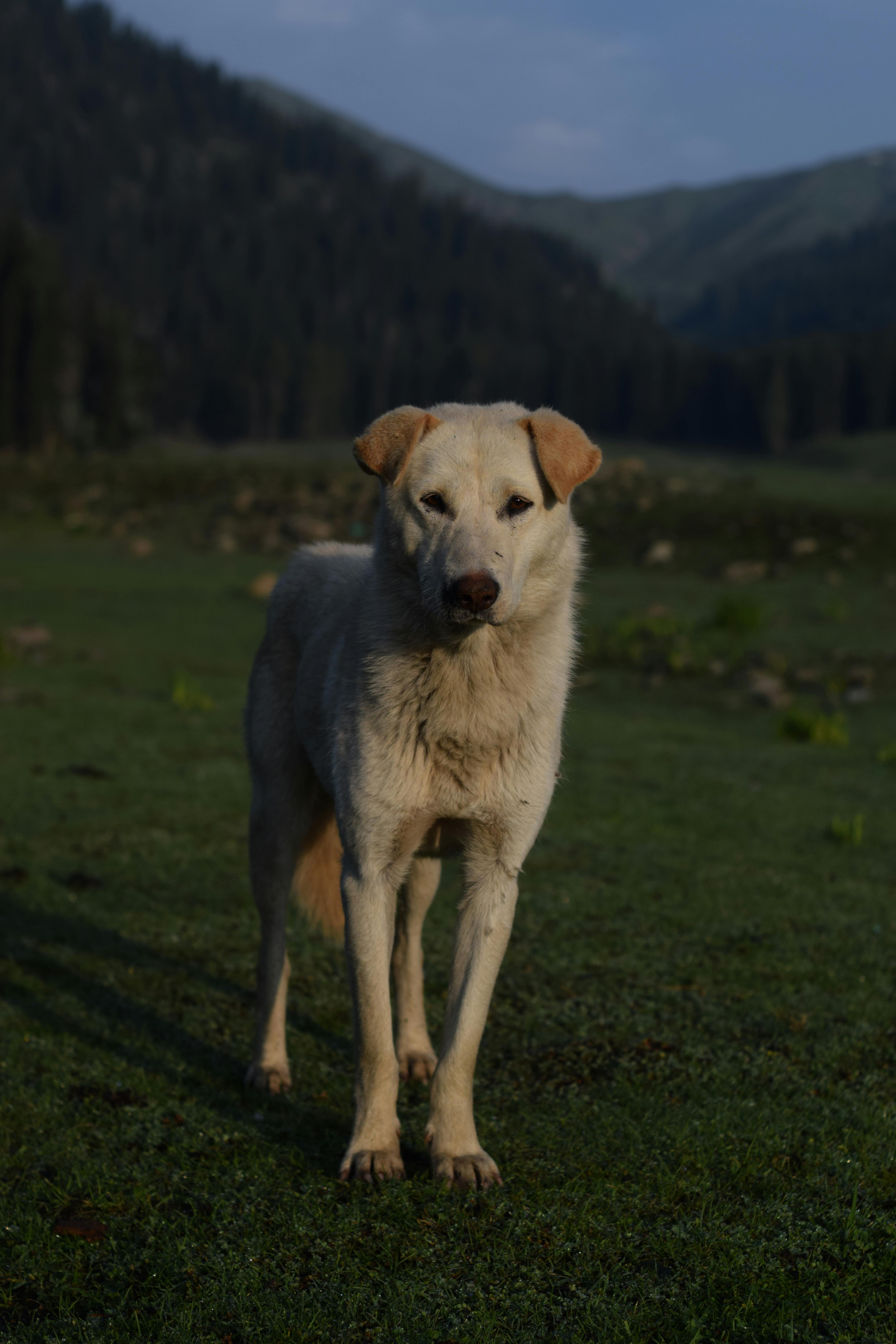 Akbash Standing in the Pasture · Free Stock Photo