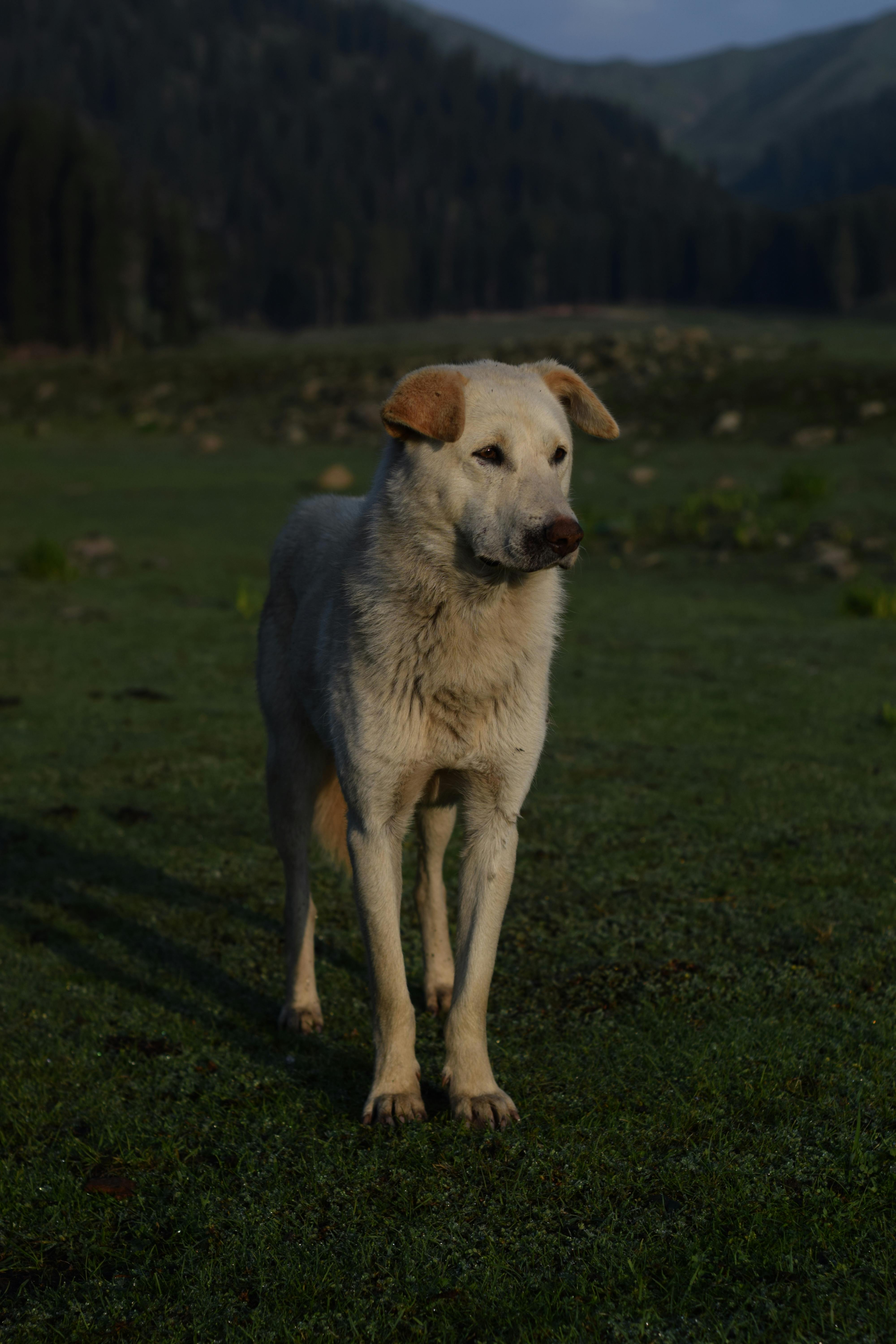 White Livestock Guardian Dog Standing in a Pasture · Free Stock Photo