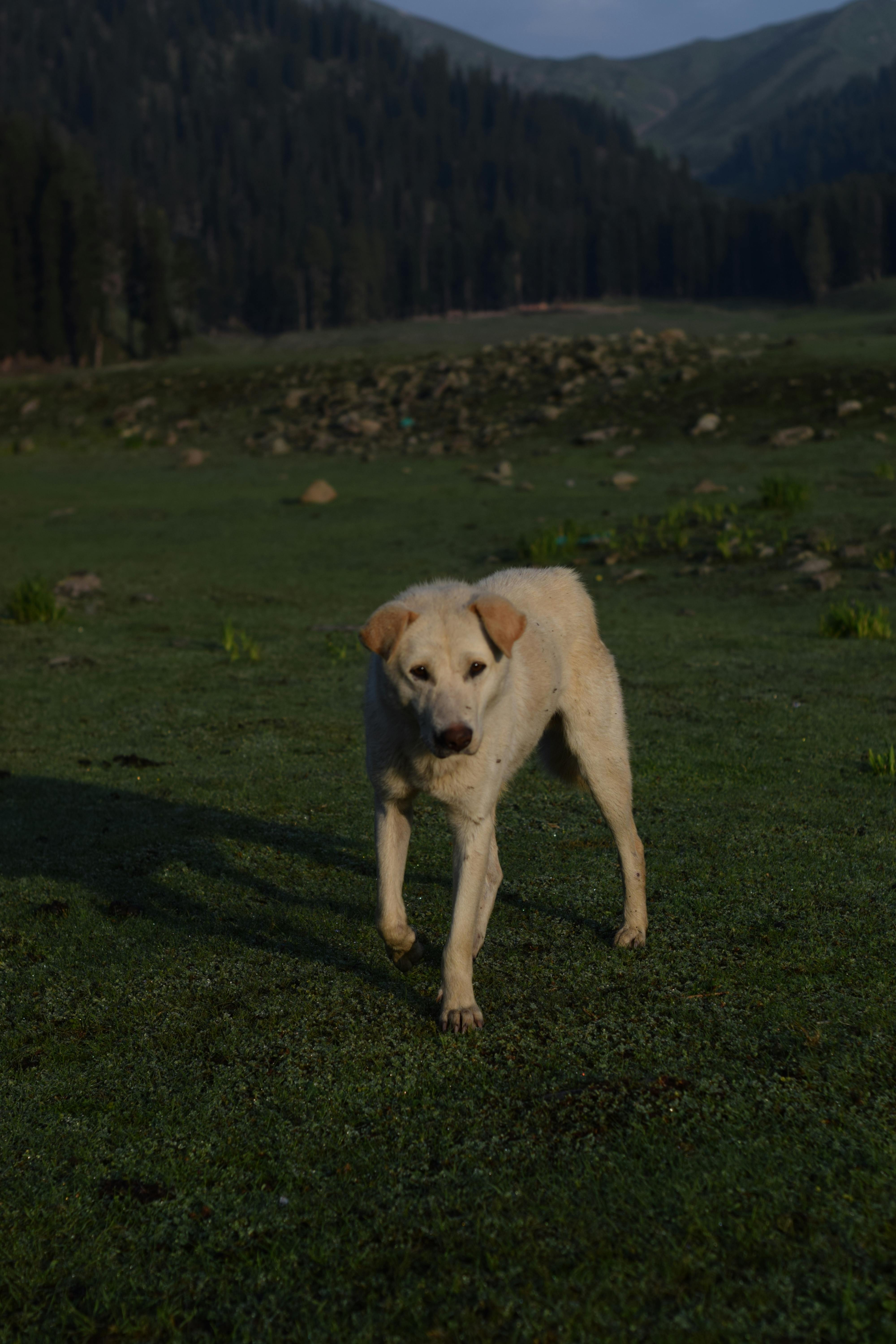 Kashmiri White Shepherd Dogs · Free Stock Photo