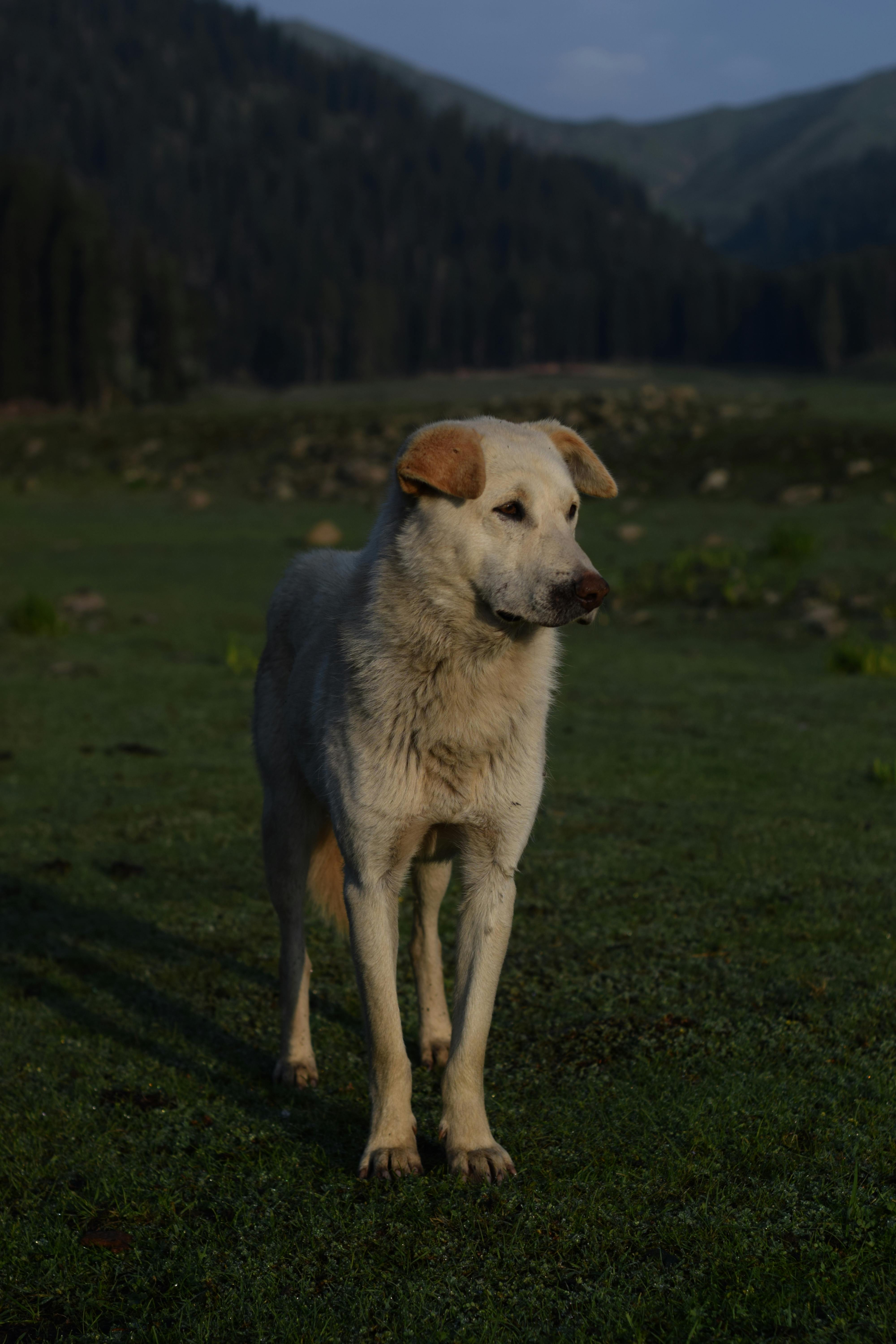 Kashmiri White Shepherd Dogs · Free Stock Photo