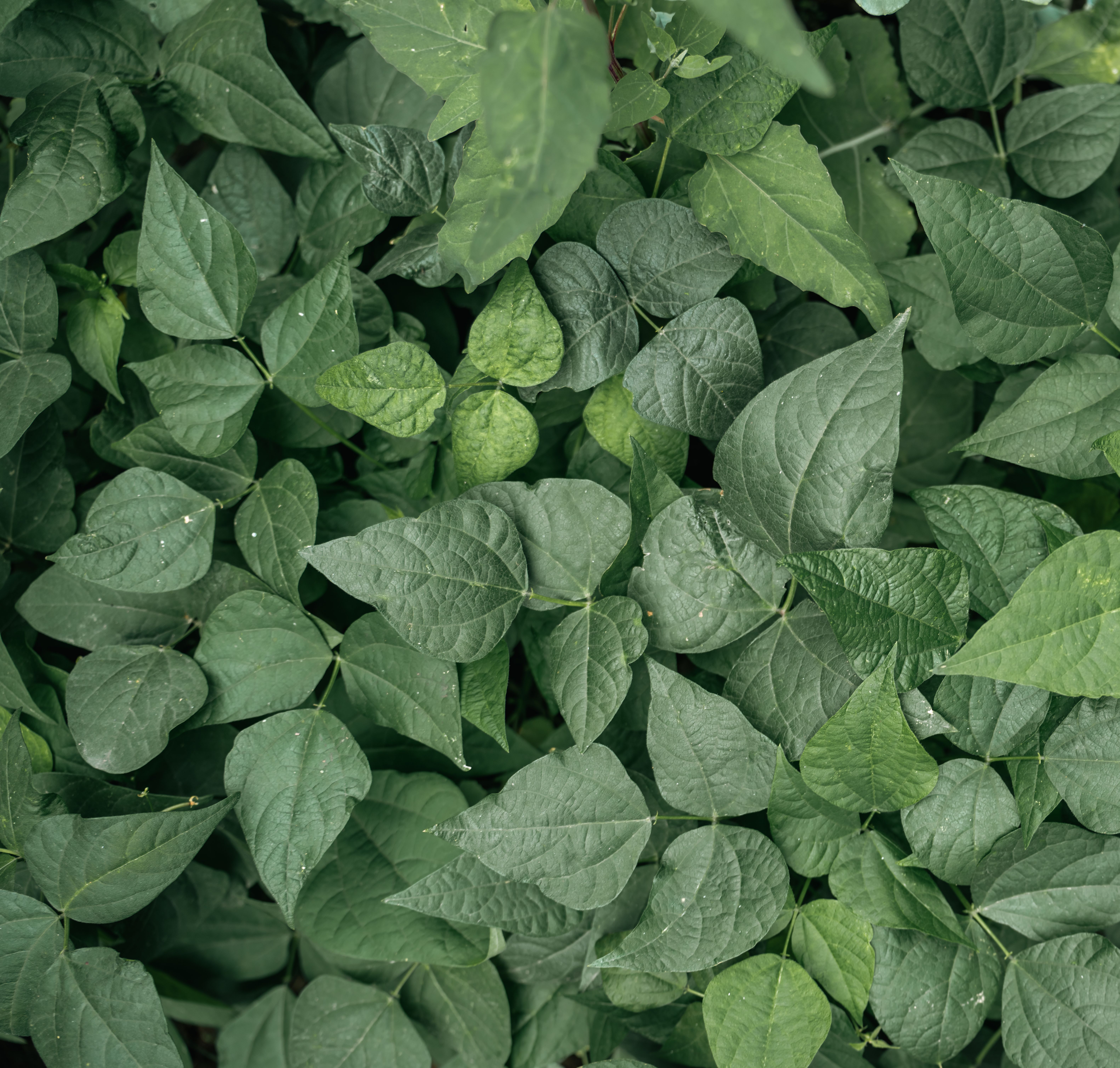 India Pea Photos, Download The BEST Free India Pea Stock Photos & HD Images