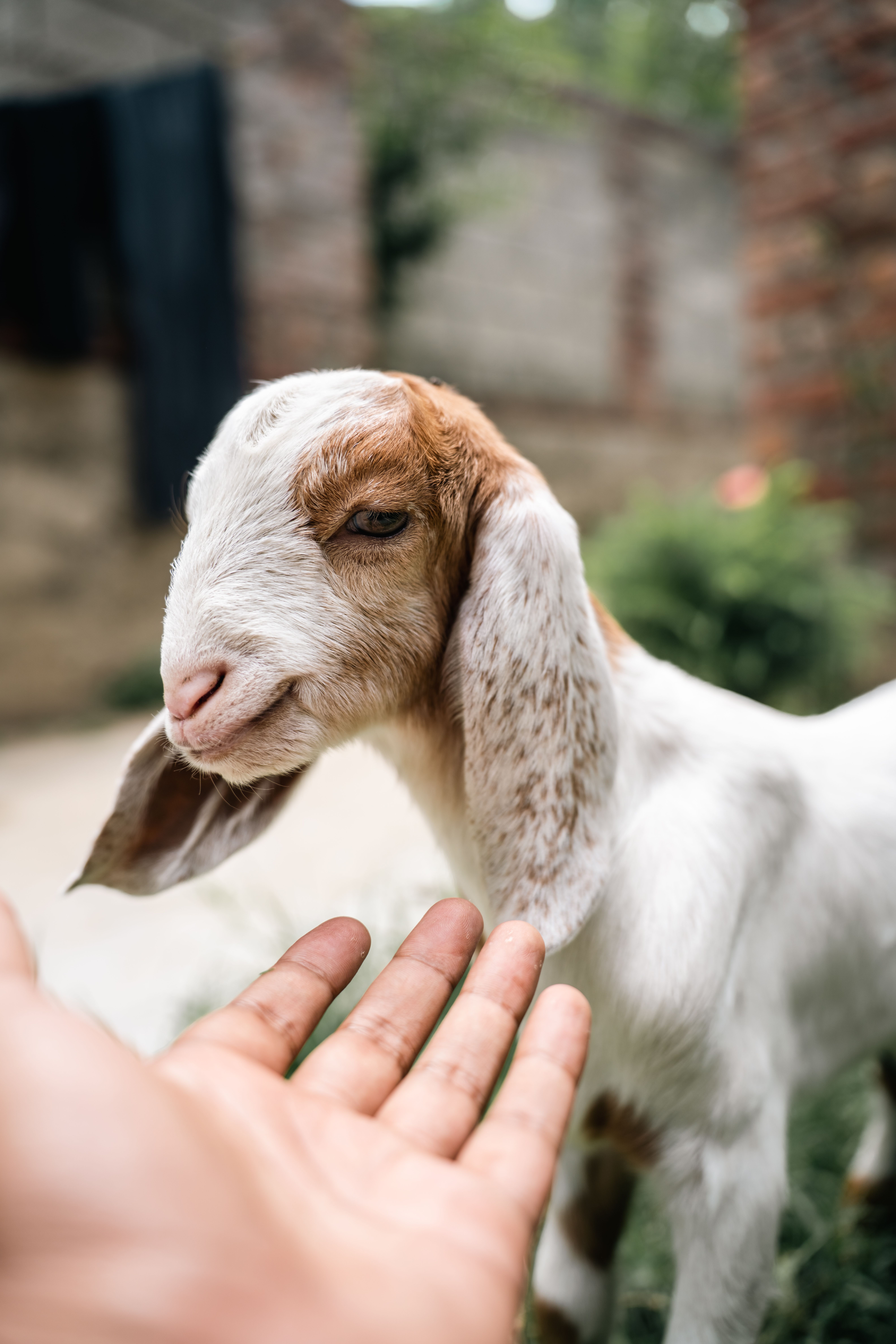 Extending Hand to the Baby Goat · Free Stock Photo
