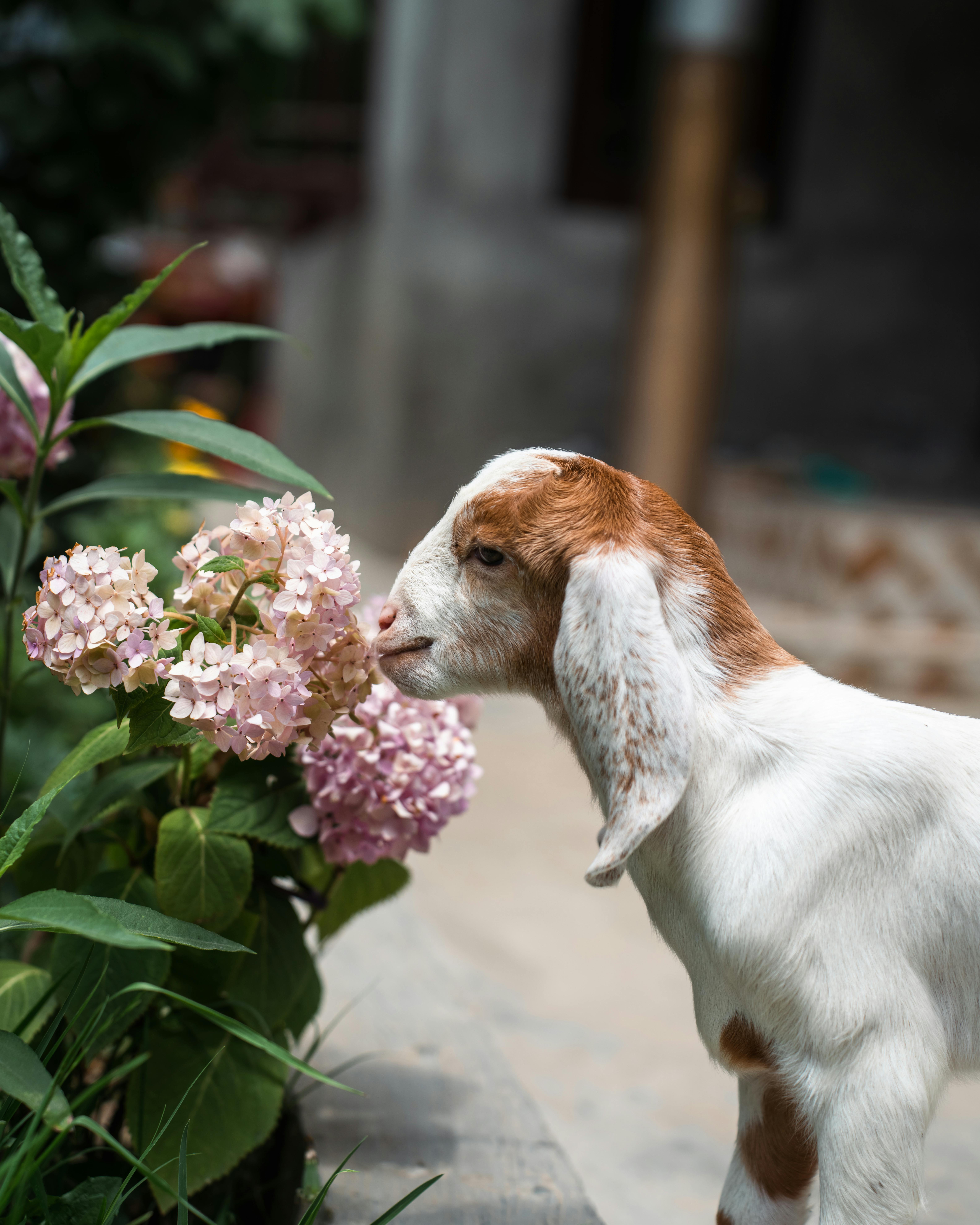 Baby Goat by a Shrub of Pink Hydrangeas · Free Stock Photo
