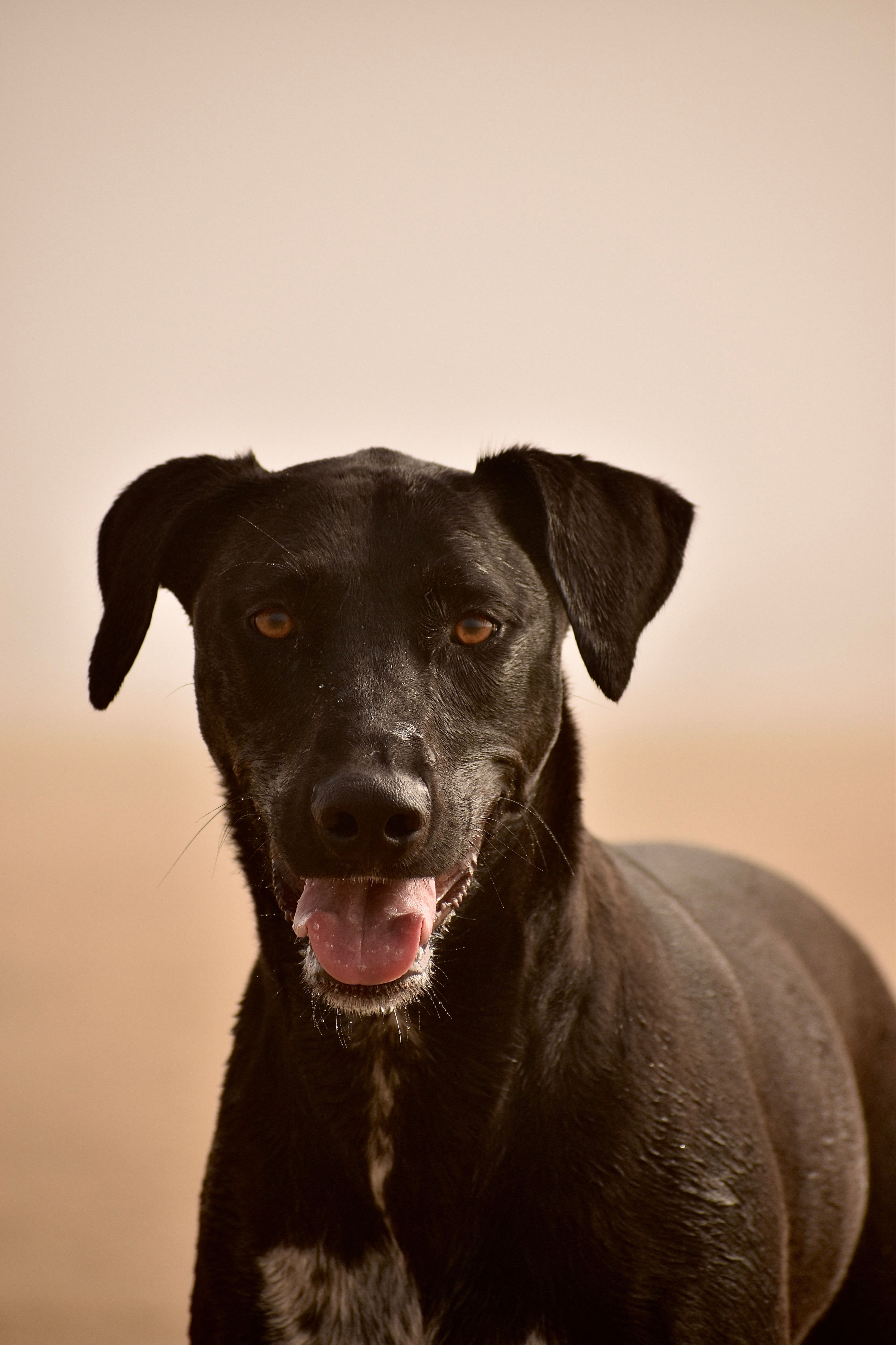 Black Weimaraner with its Tongue out · Free Stock Photo