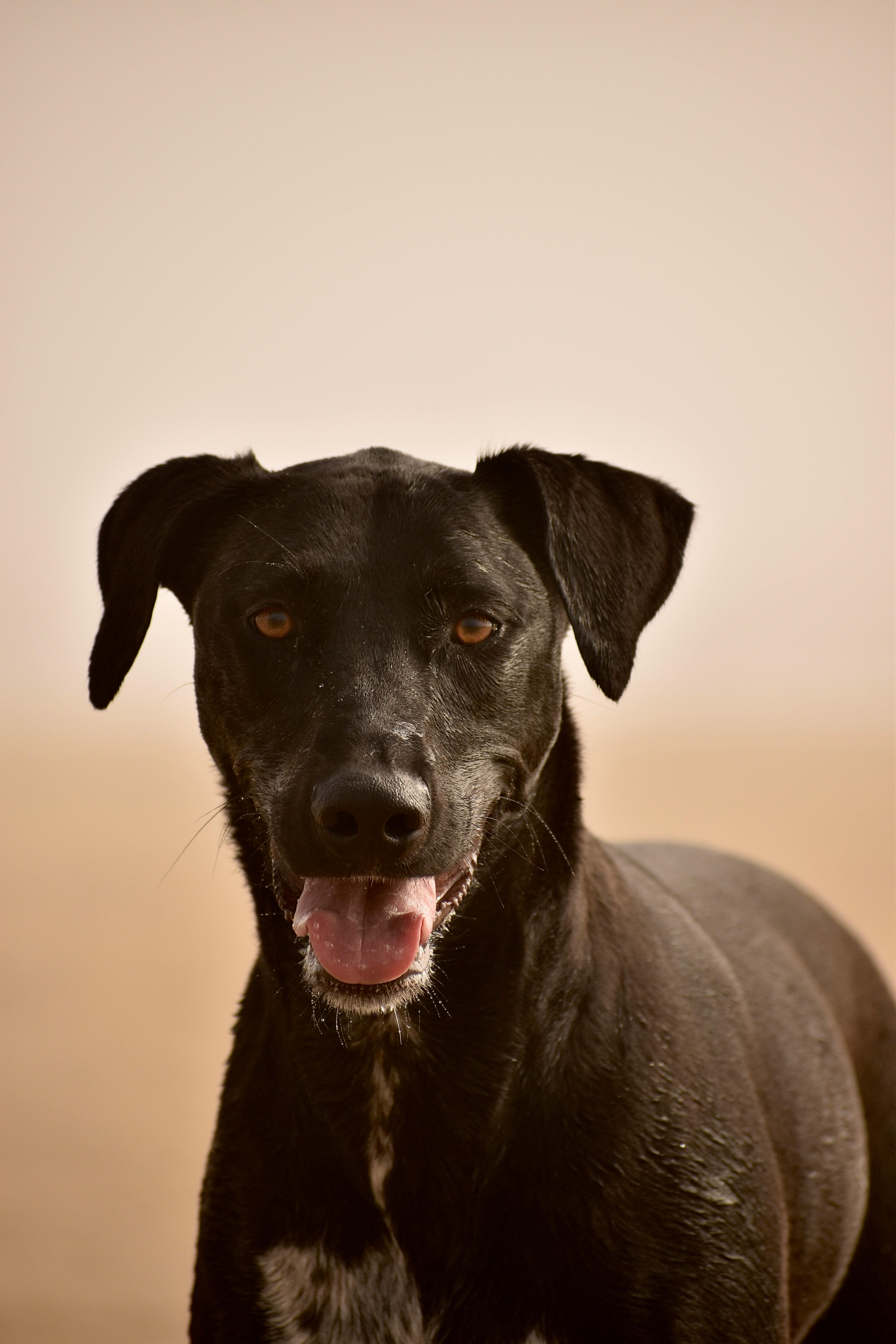Photo of james, a black labrador retriever mix in kansas city, mo, usa ...