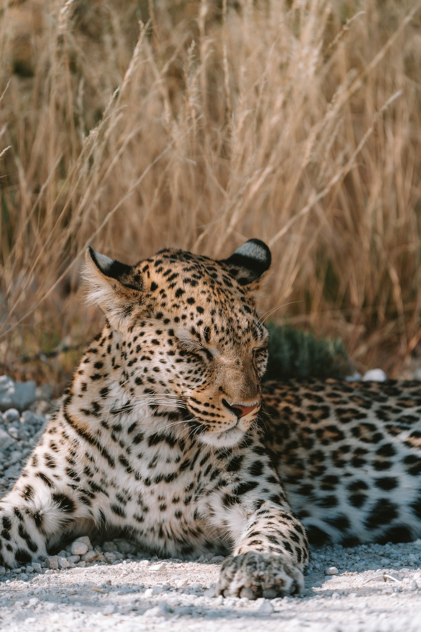 Leopard Namibia Photos, Download The BEST Free Leopard Namibia Stock ...