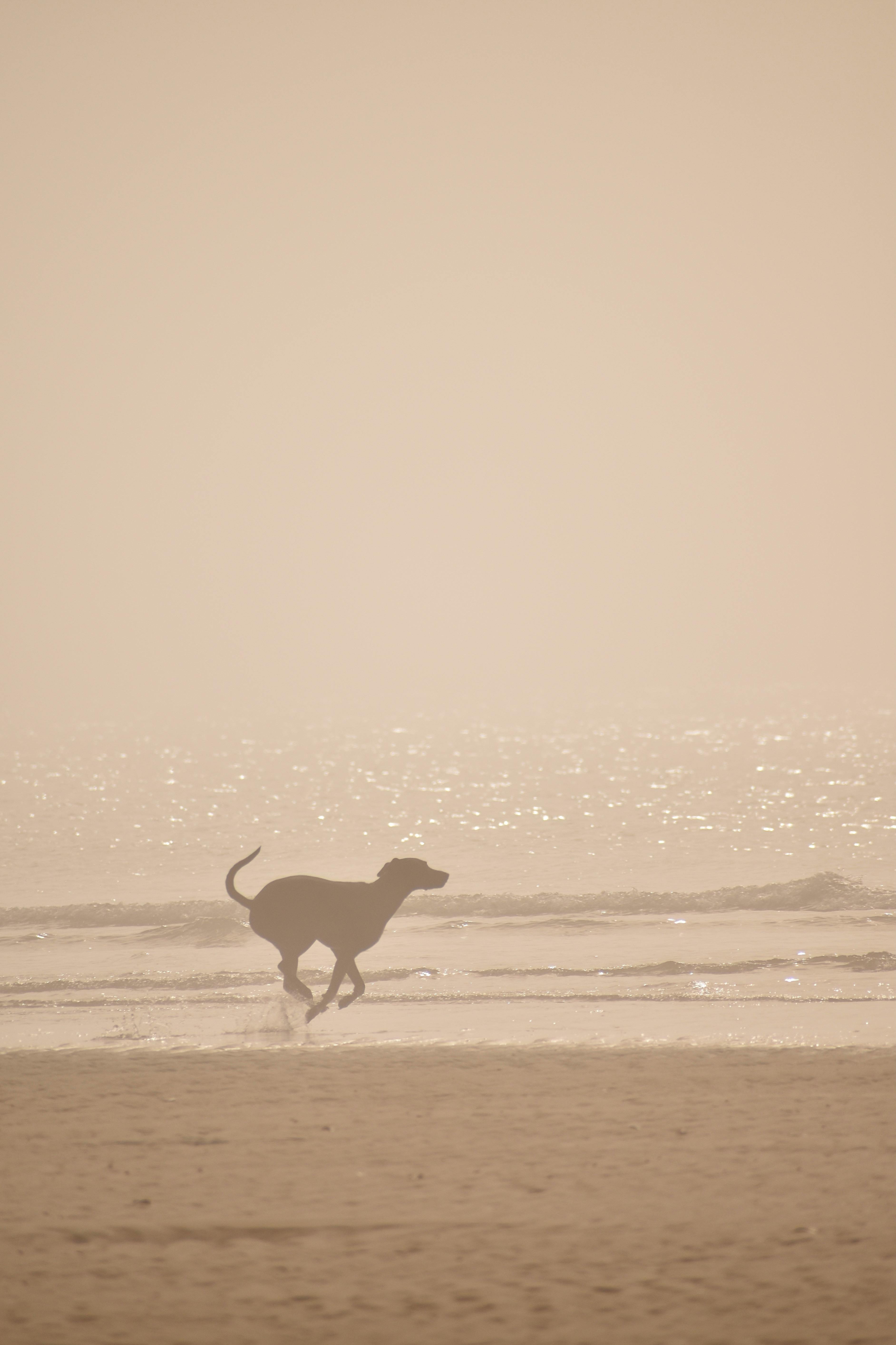 Dog Running at the Beach · Free Stock Photo