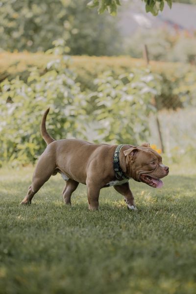 Scary Pitbull Dog Photos, Download The BEST Free Scary Pitbull Dog ...