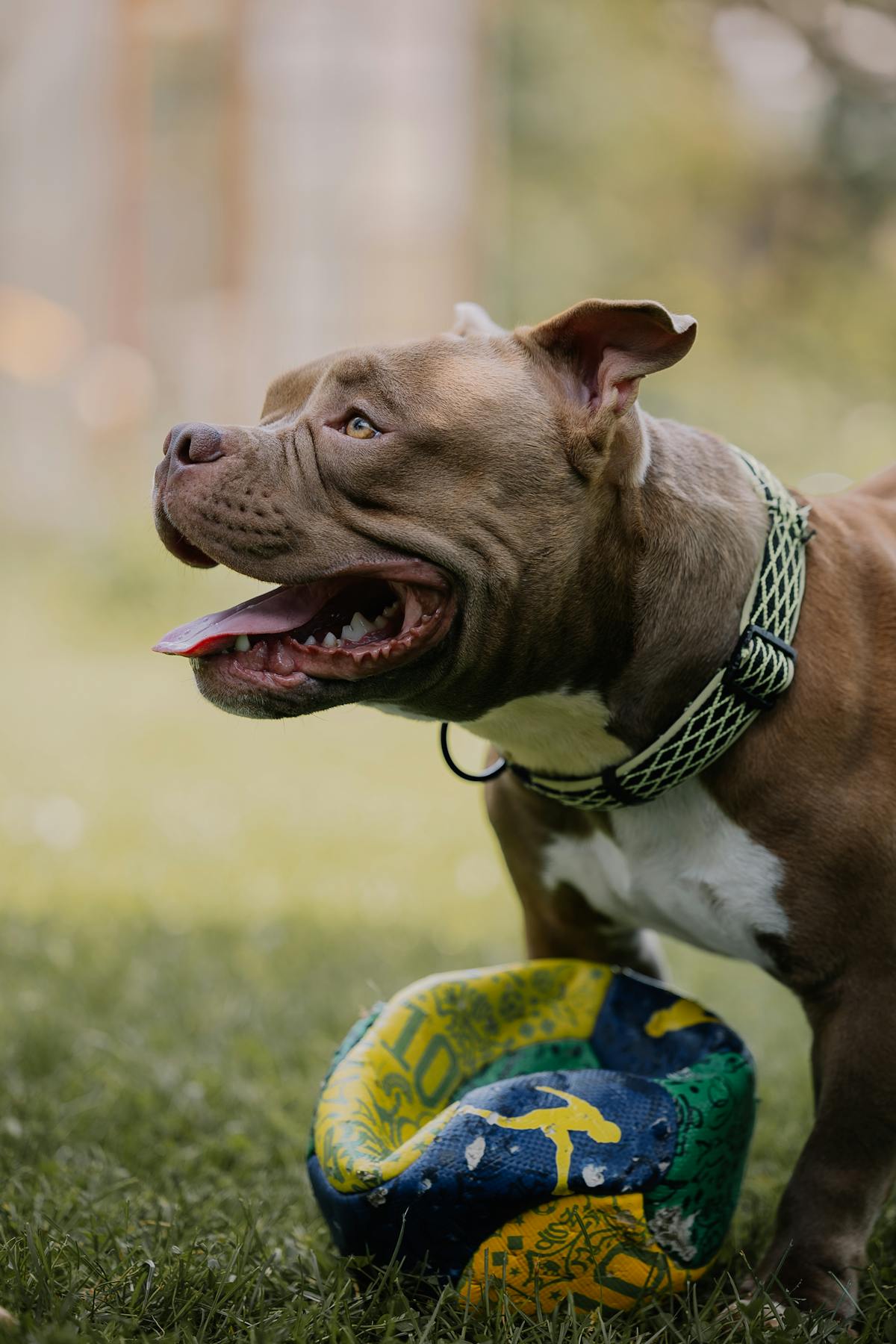 Pitbull Dog Photos, Download The BEST Free Pitbull Dog Stock Photos ...