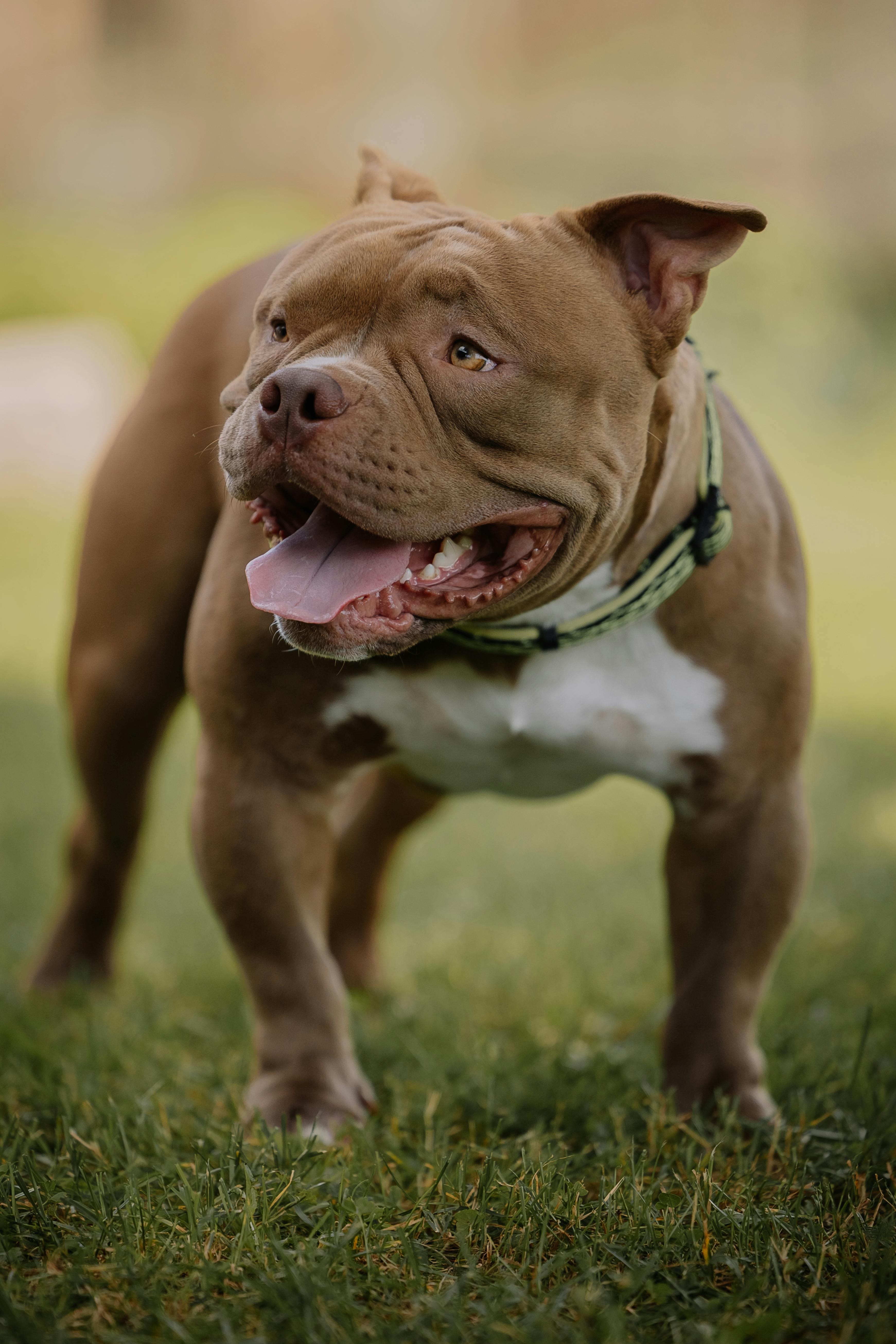 Wallpapers Of Pitbulls 8,360 American Pitbull Terrier Stock Photos