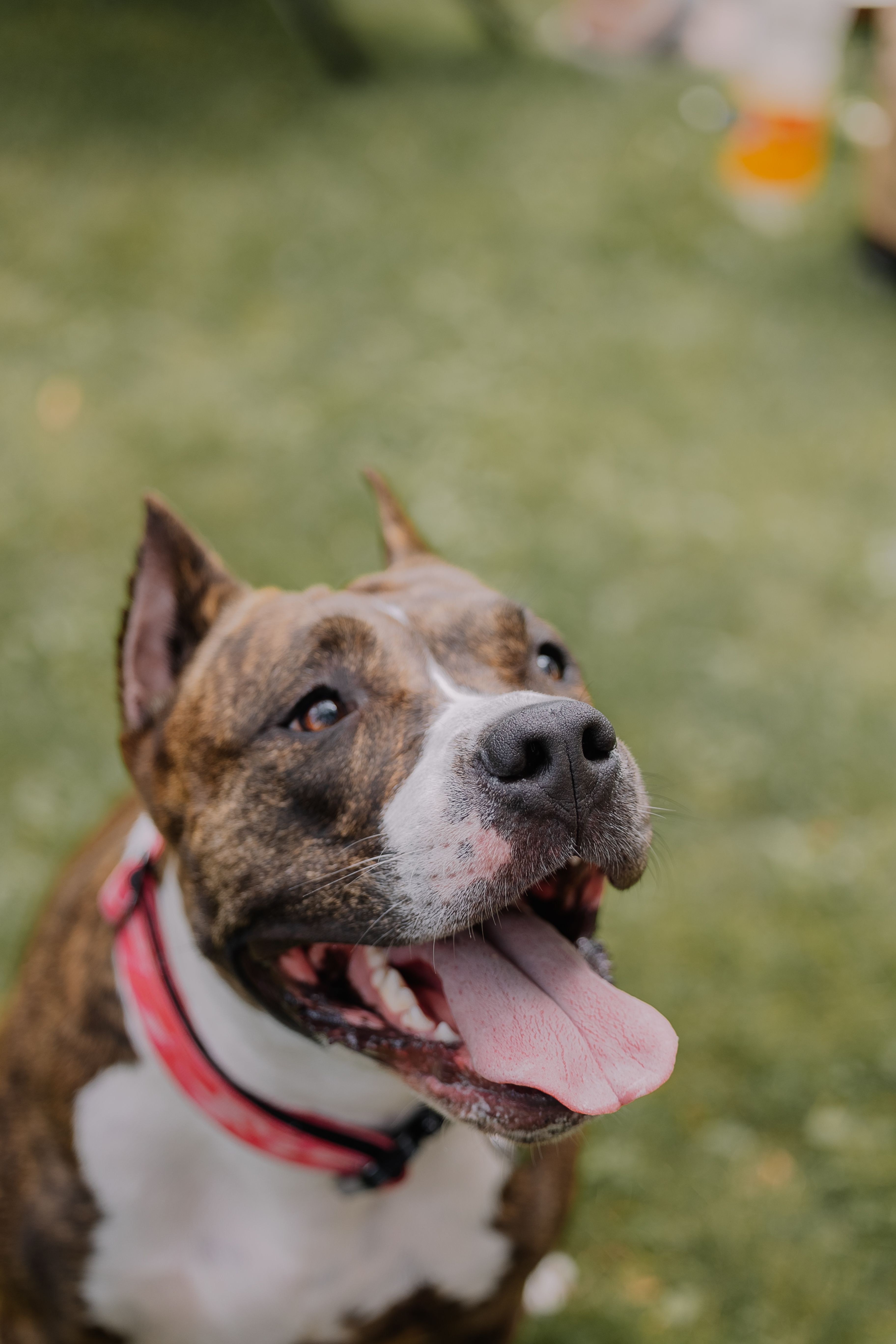 Portrait of Pitbull · Free Stock Photo