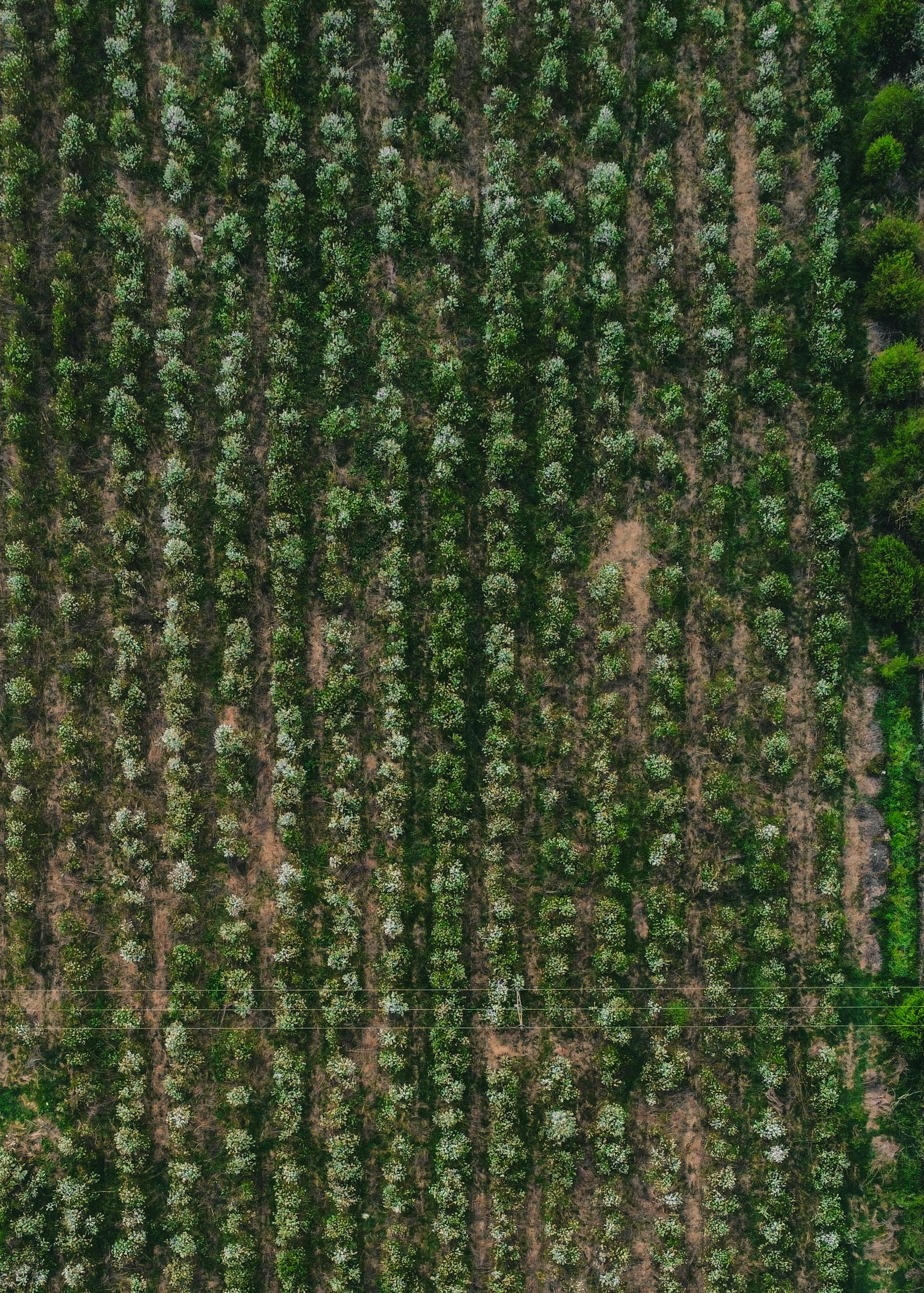 Birds Eye View of Green Orchard · Free Stock Photo