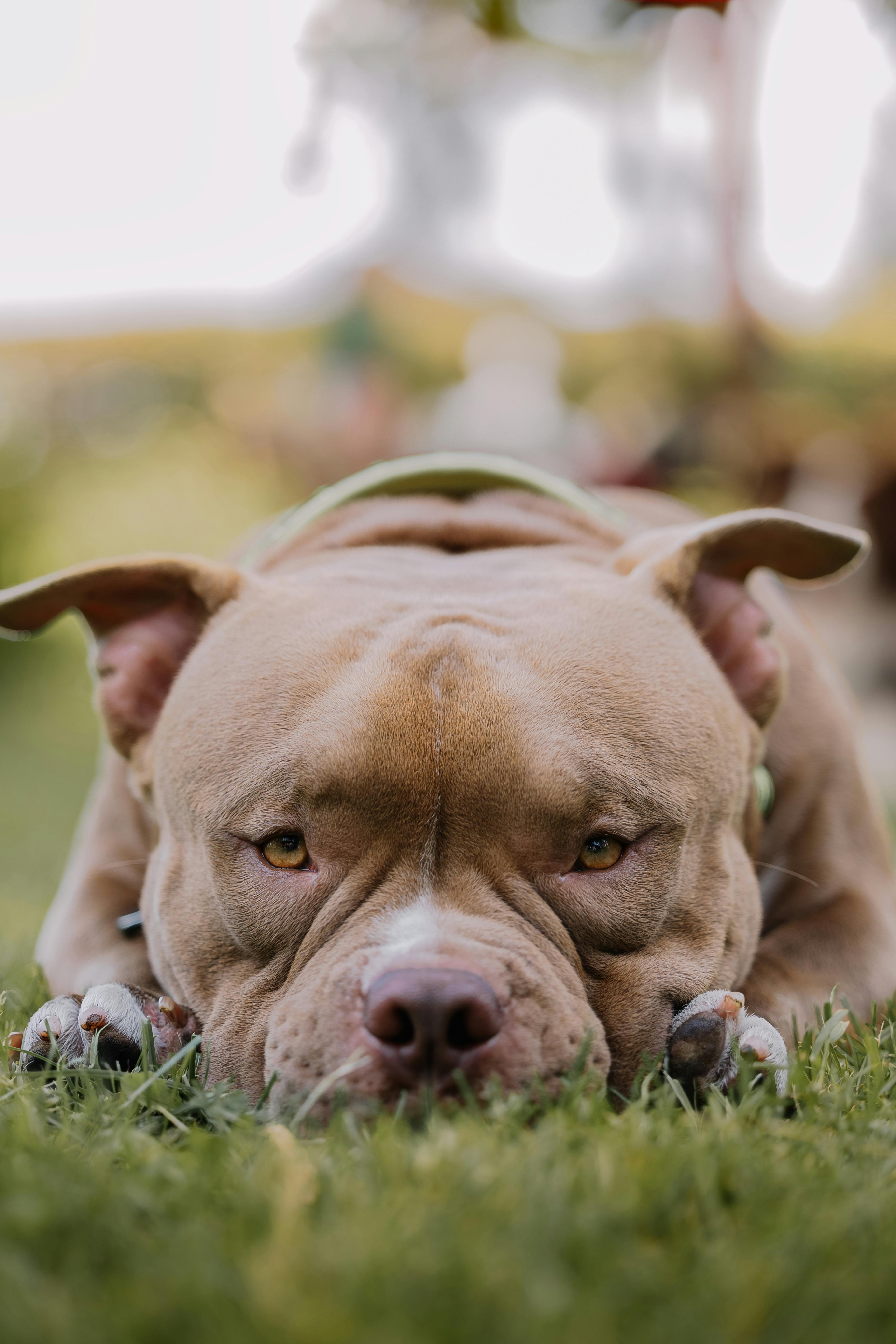 Pitbull Dog Hd Wallpapers For Mobile Free - Infoupdate.org