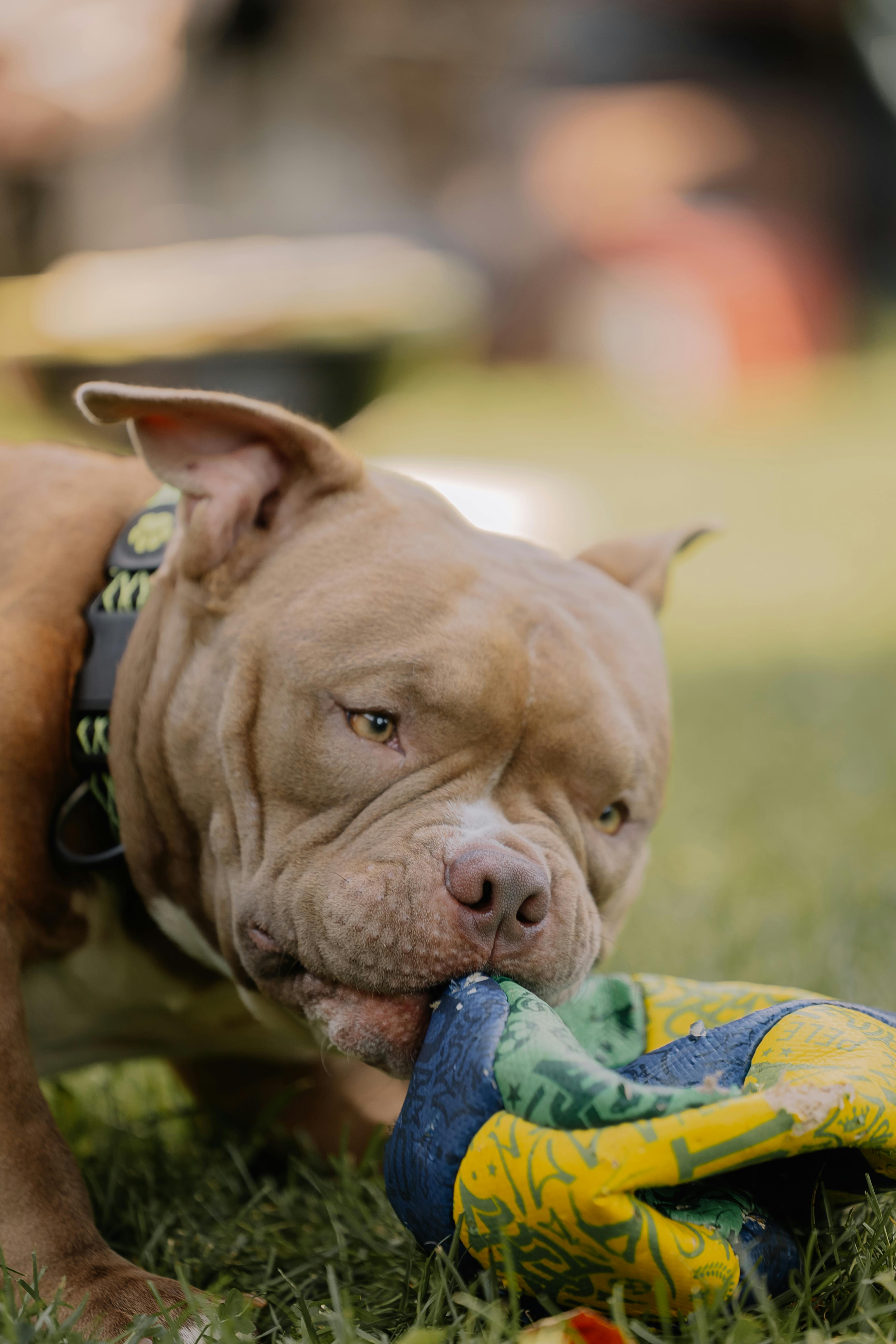 Pitbull Playing with Ball · Free Stock Photo