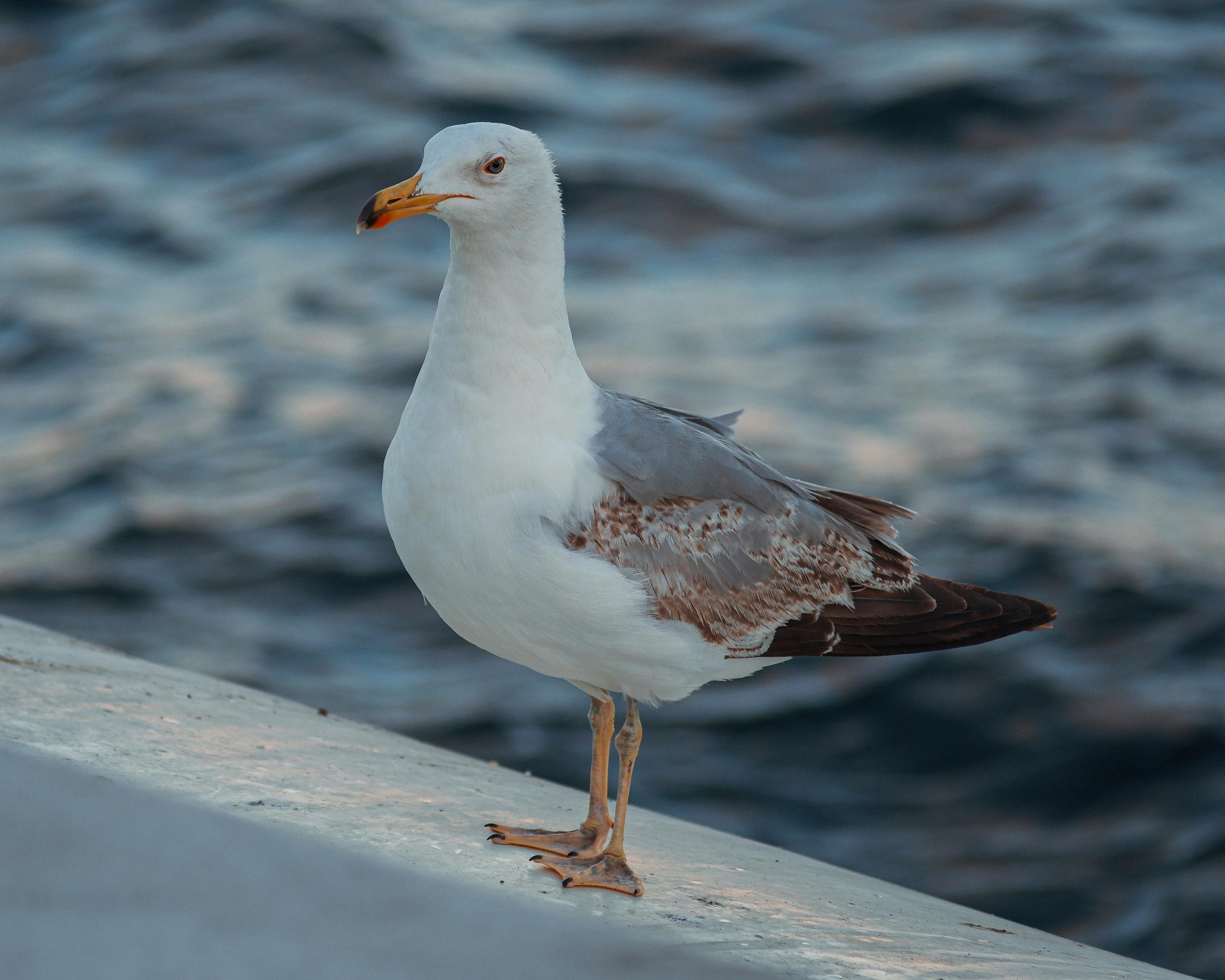 A seagull standing on a ledge next to the water · Free Stock Photo