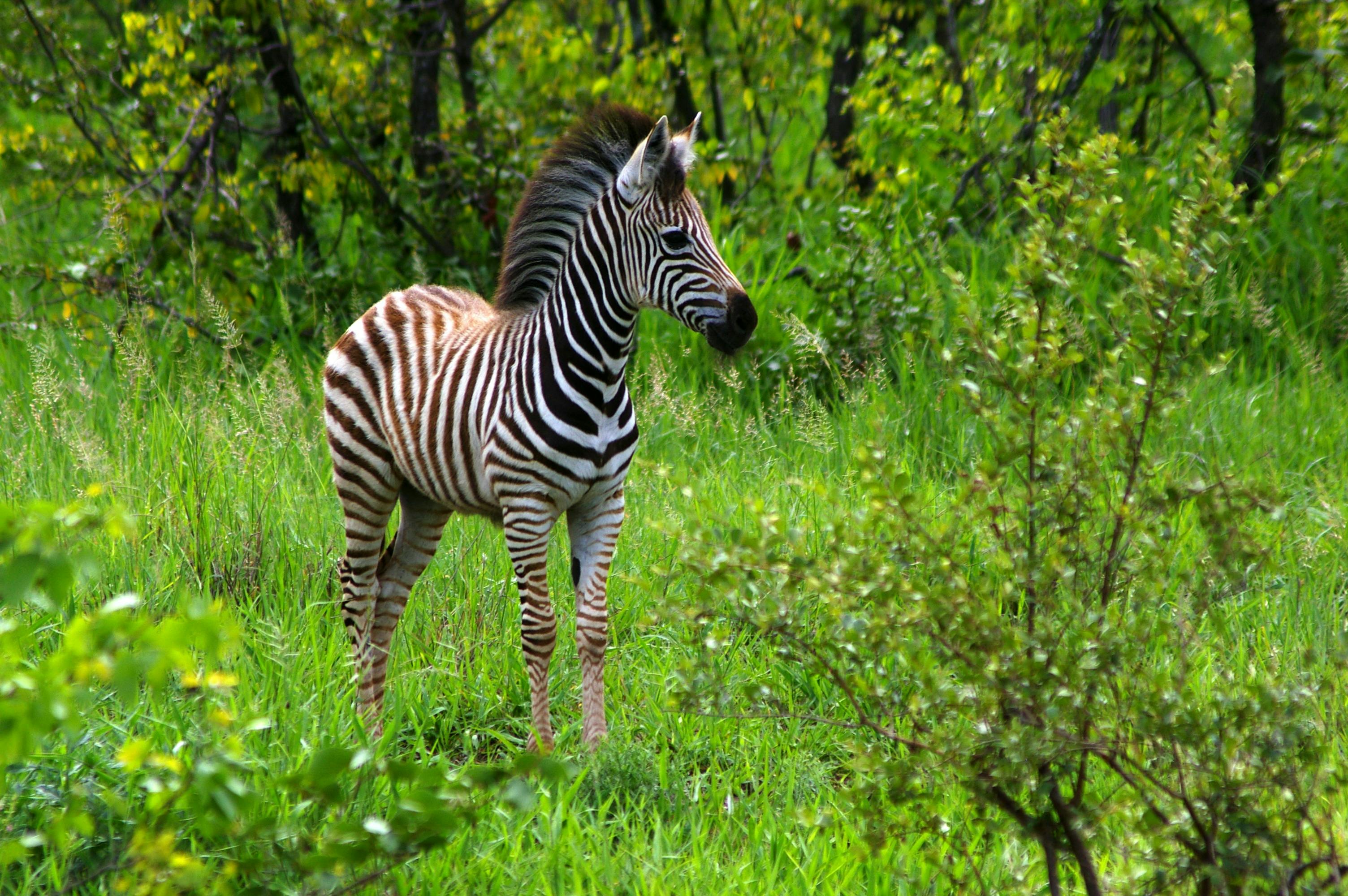 Zebra in Forest · Free Stock Photo