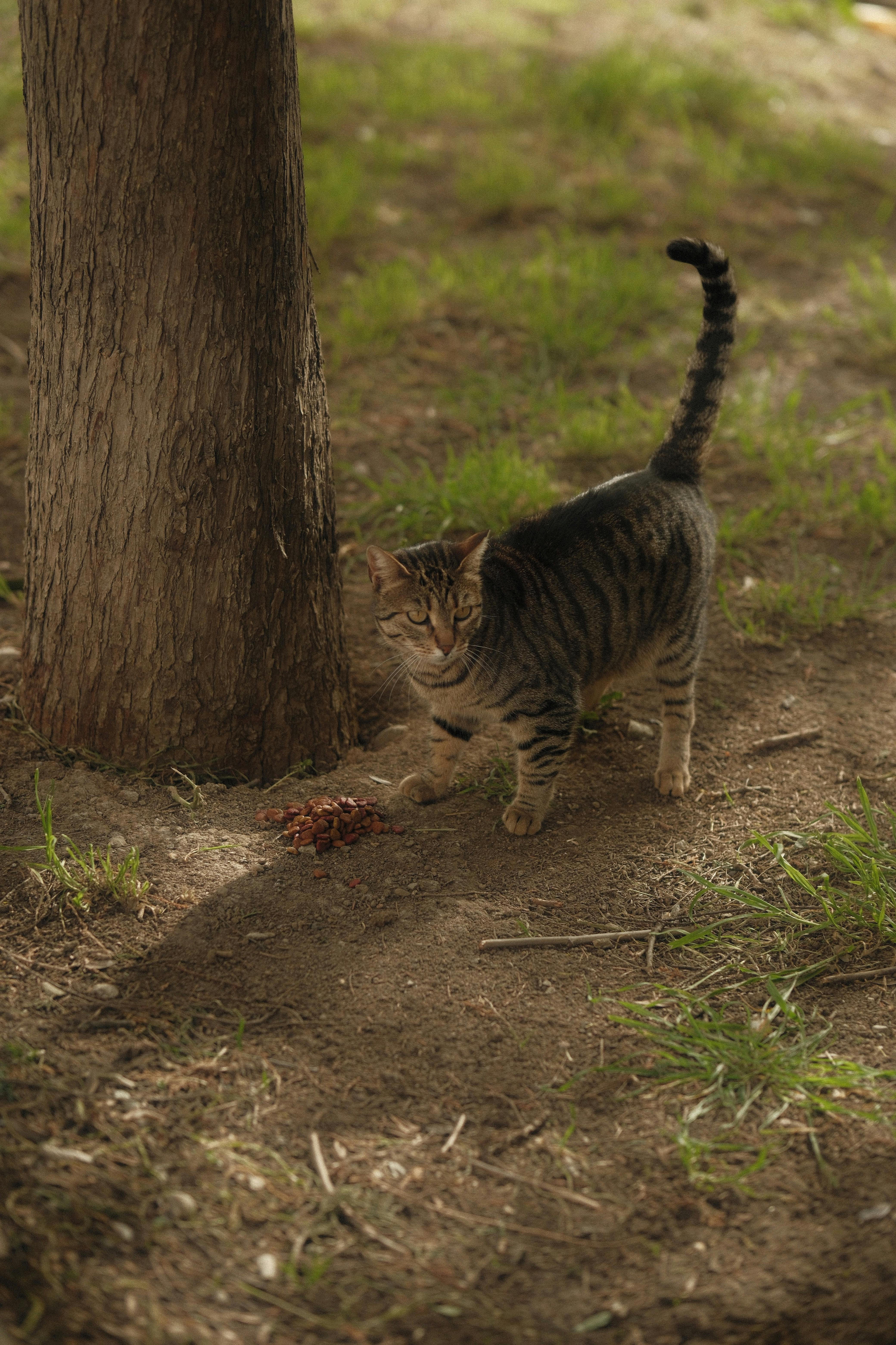 Cat near Tree · Free Stock Photo