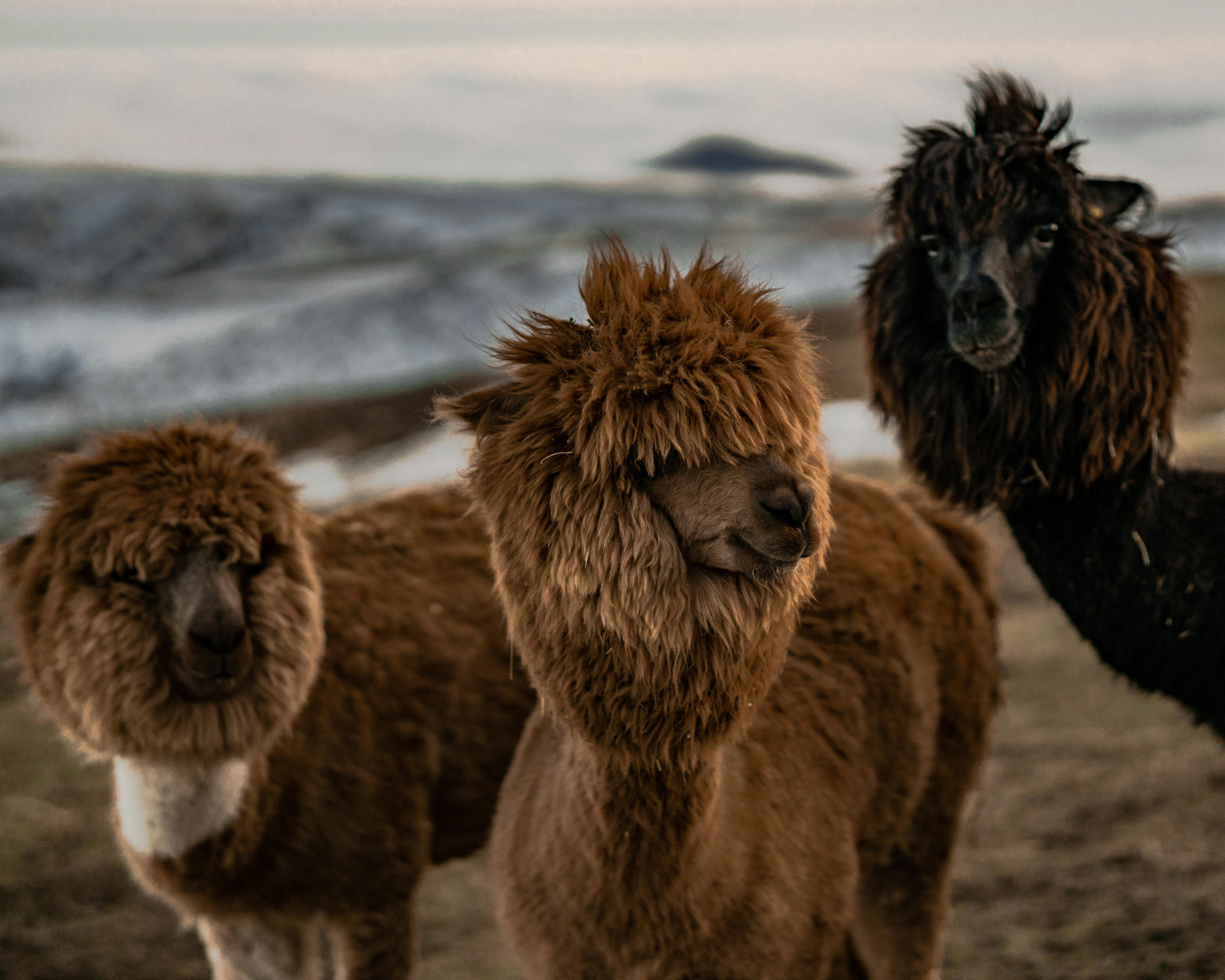 Docility Photos, Download The BEST Free Docility Stock Photos & HD Images