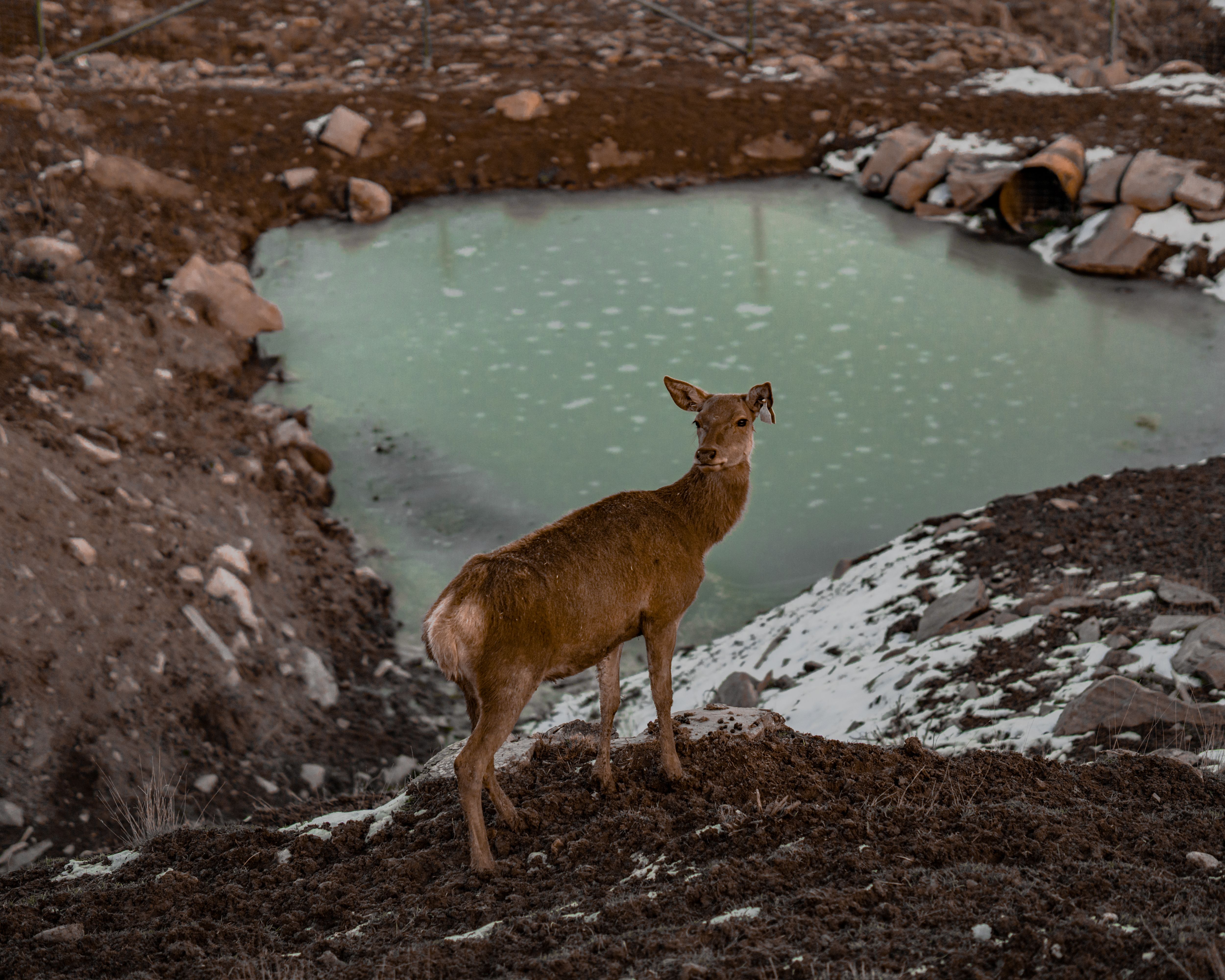 Deer Near Water Photos, Download The BEST Free Deer Near Water Stock ...