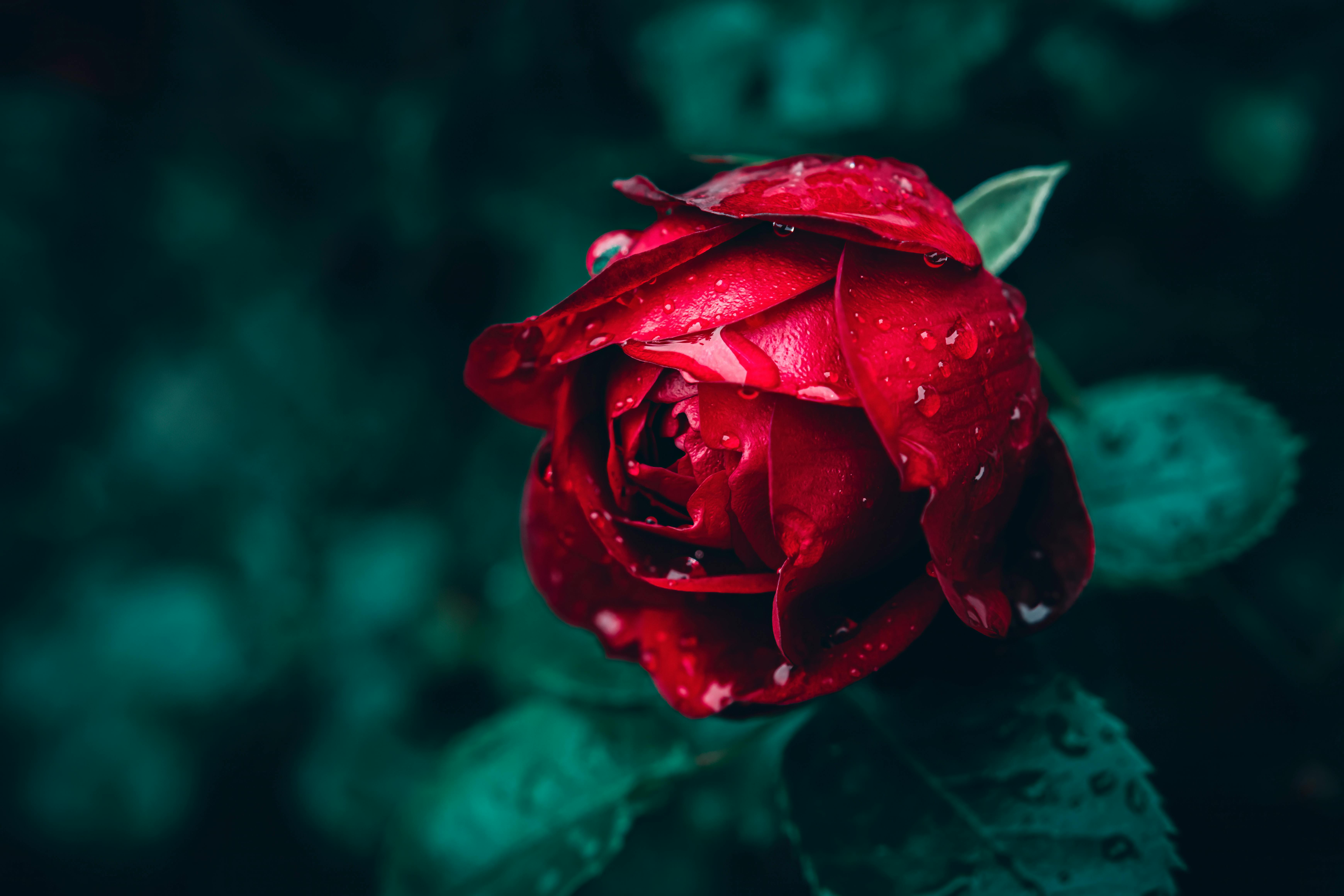 Red Rose · Free Stock Photo