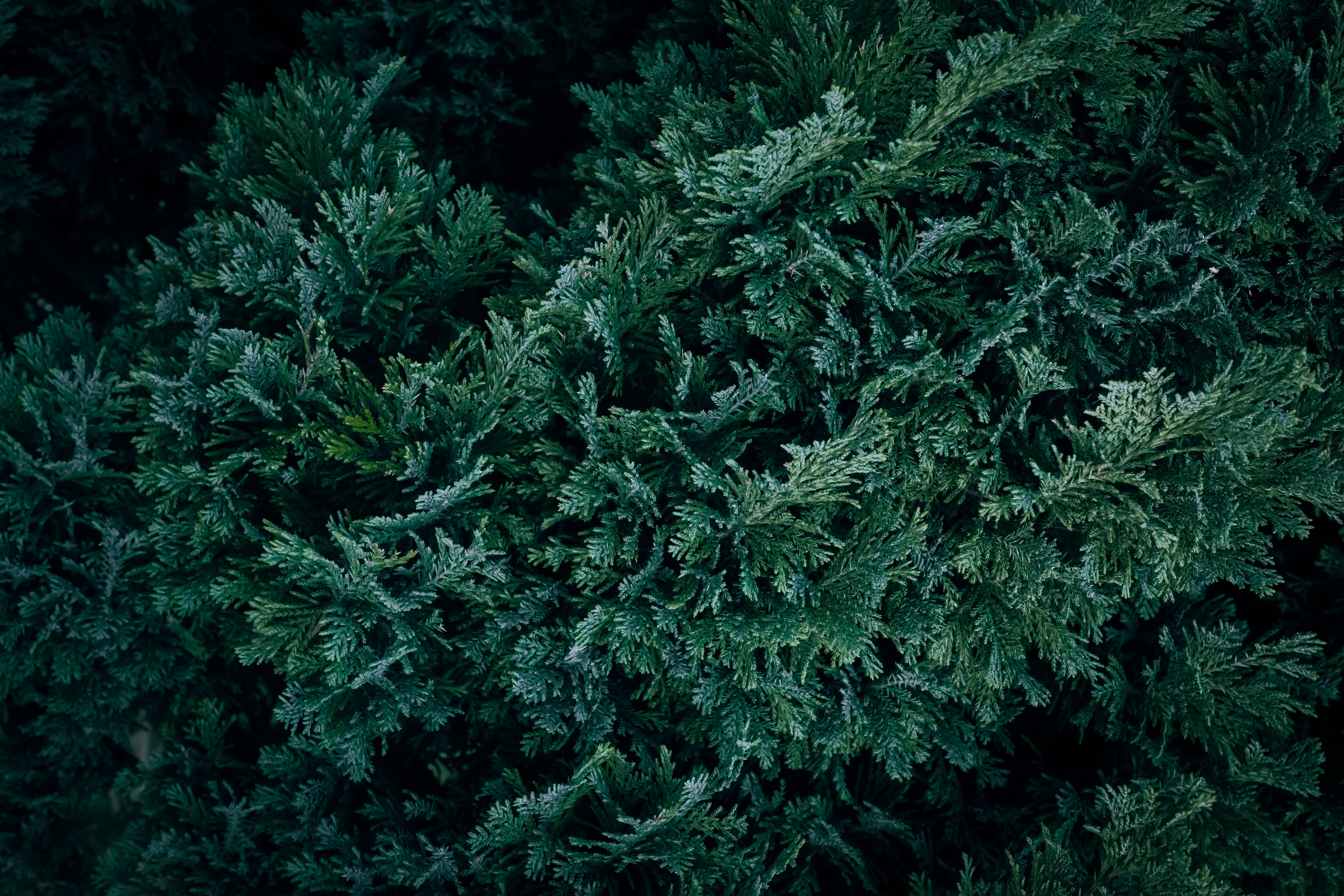 Cedar Wood Background Photos, Download The BEST Free Cedar Wood ...