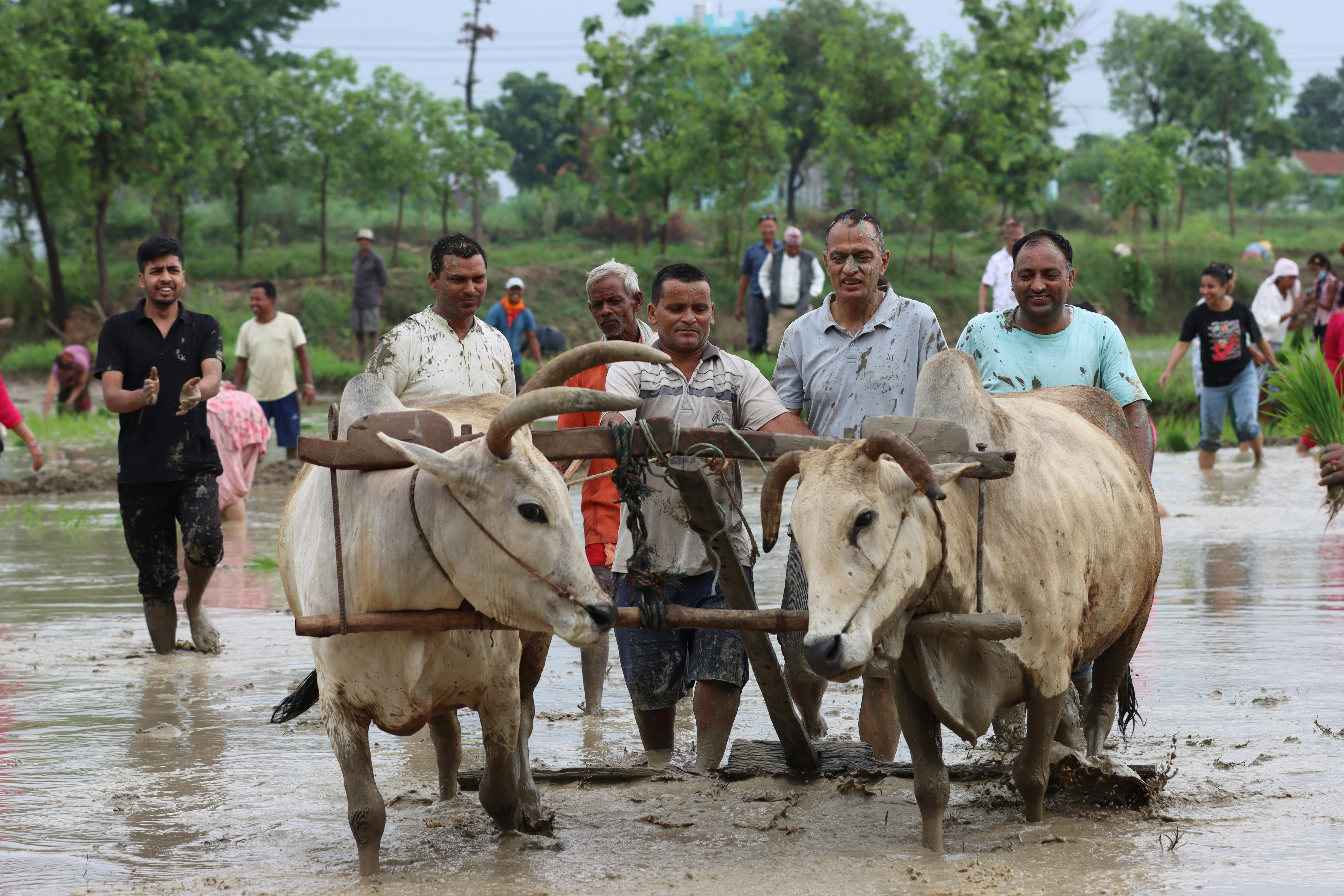 Oxen Plowing the Field and Men Walking behind Them · Free Stock Photo